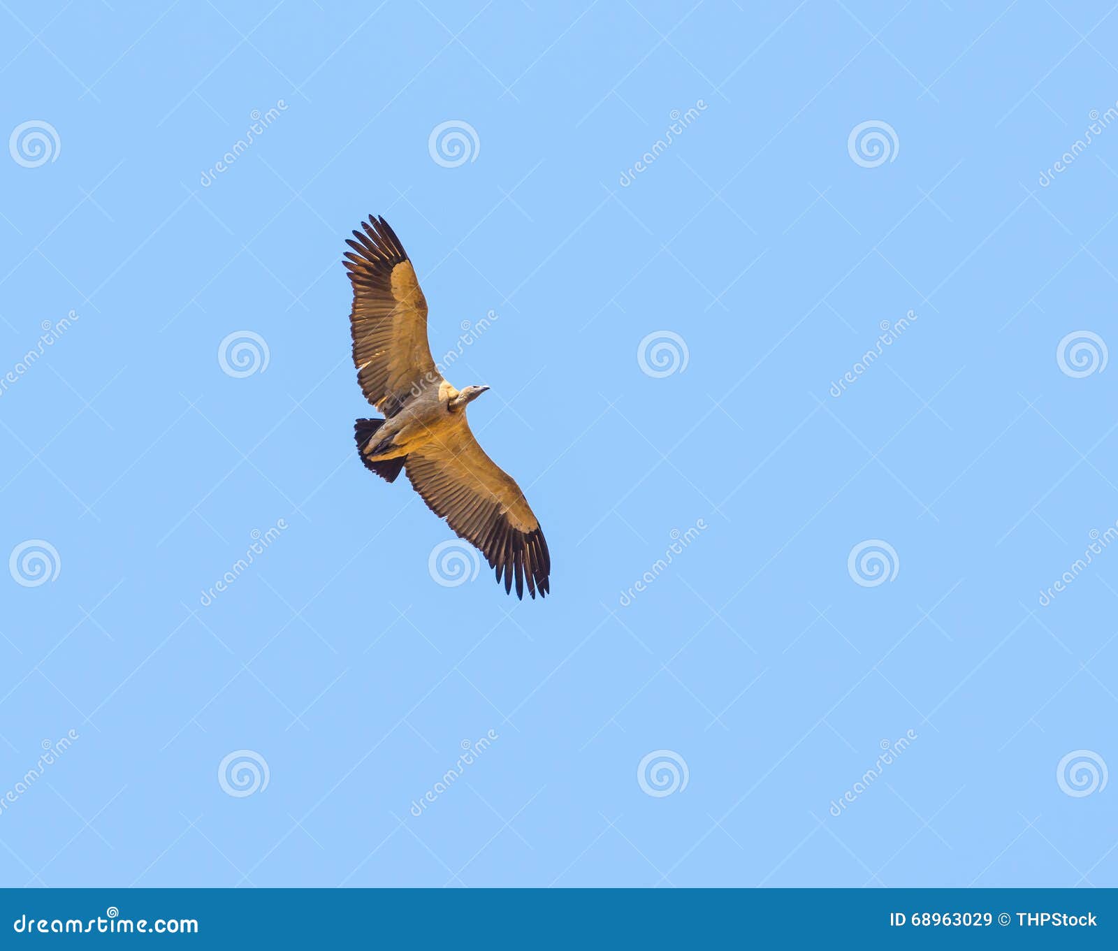 Vulture in Flight stock image. Image of africa, soaring - 68963029