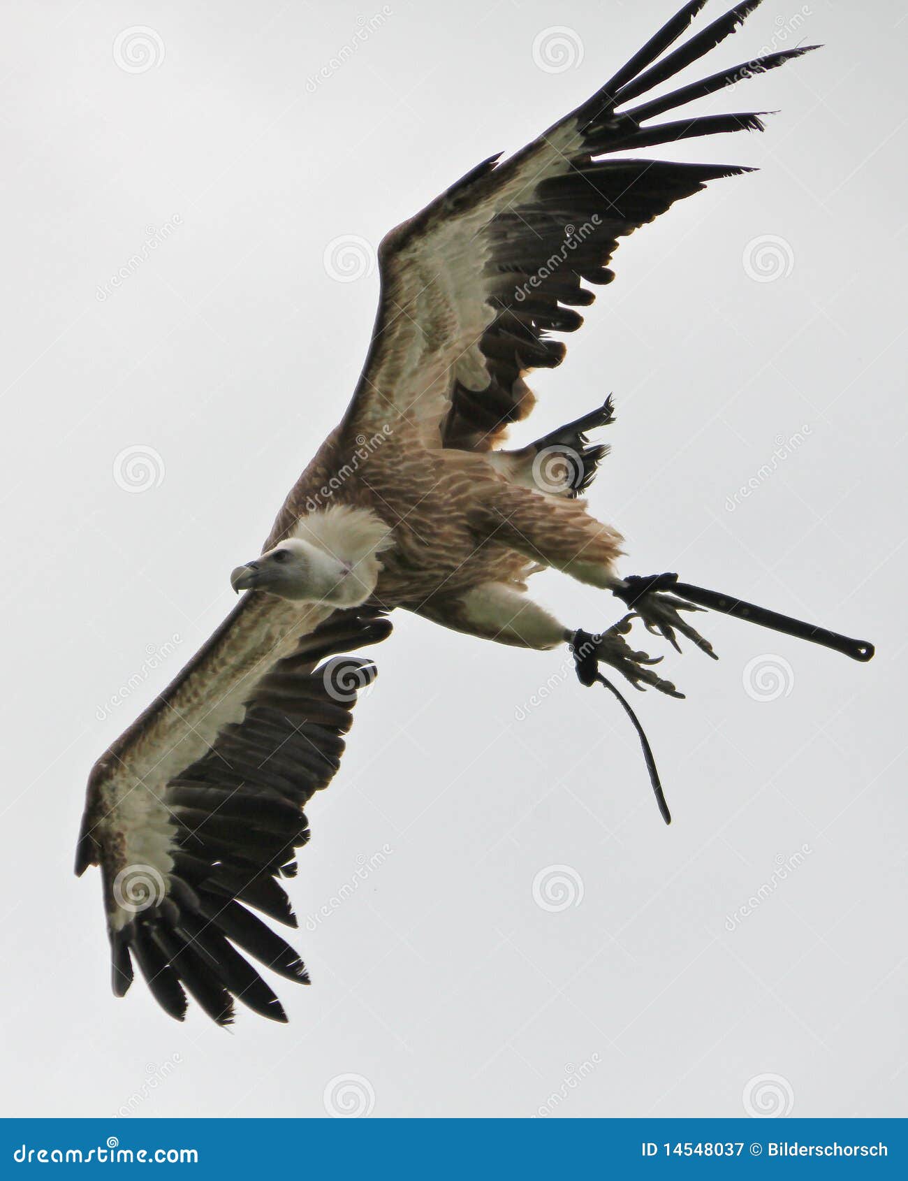 Vulture_flying stock image. Image of wing, flight, motion - 14548037