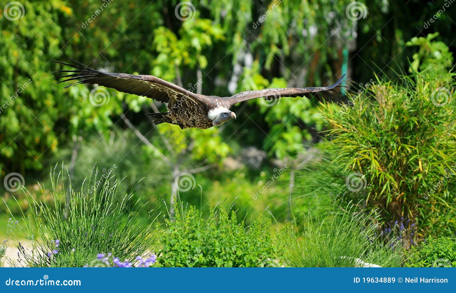 Vulture Flying stock image. Image of prey, ticino, eyes - 19634889
