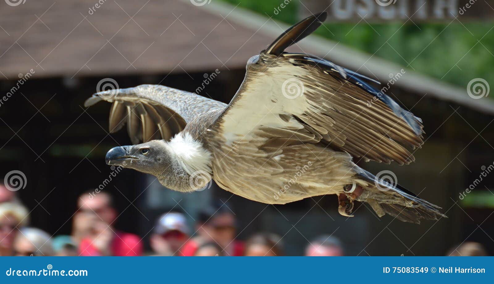 Vulture Flying stock image. Image of large, flap, flight - 75083549
