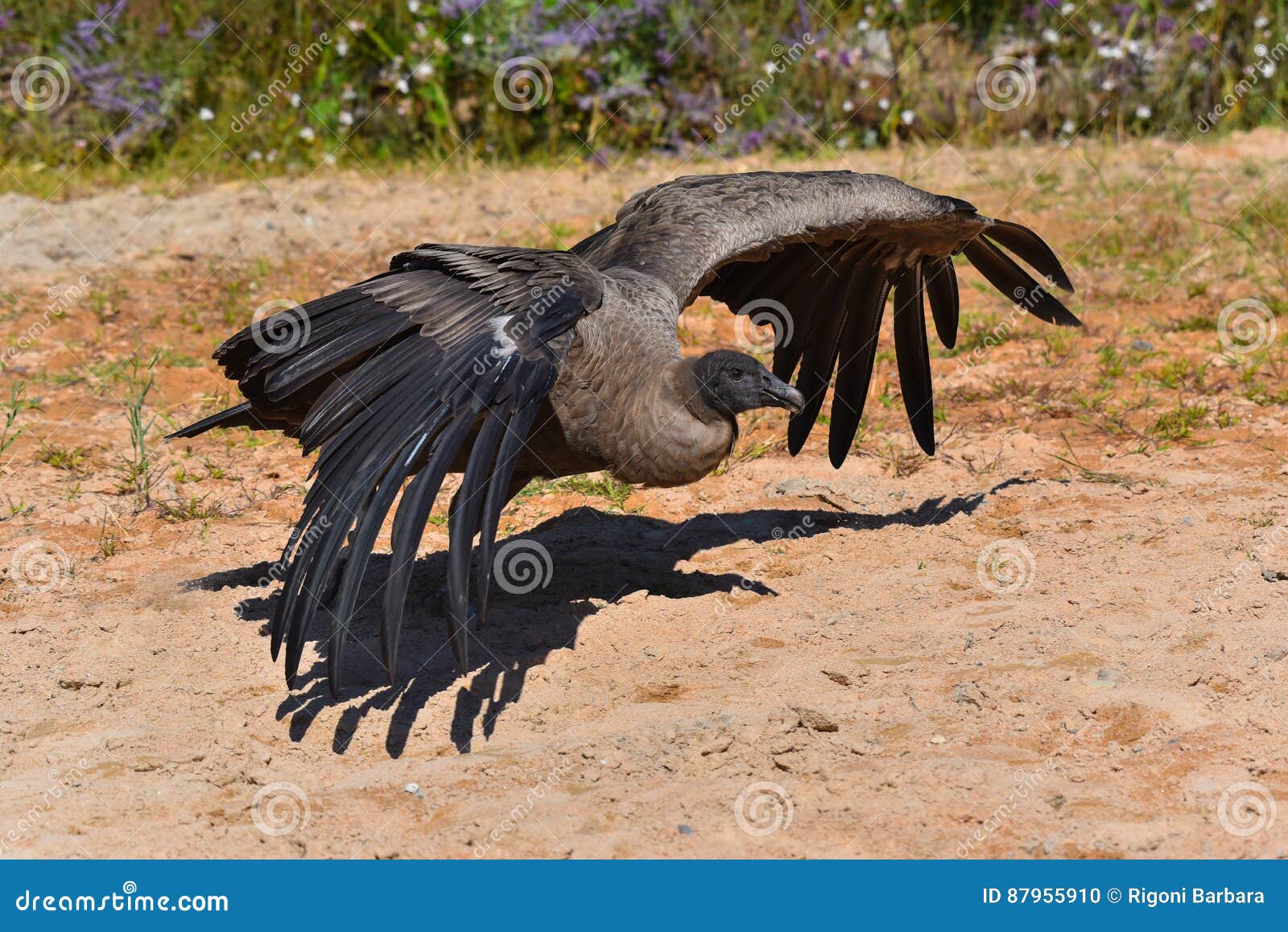 Vulture is flying stock photo. Image of bald, standing - 87955910