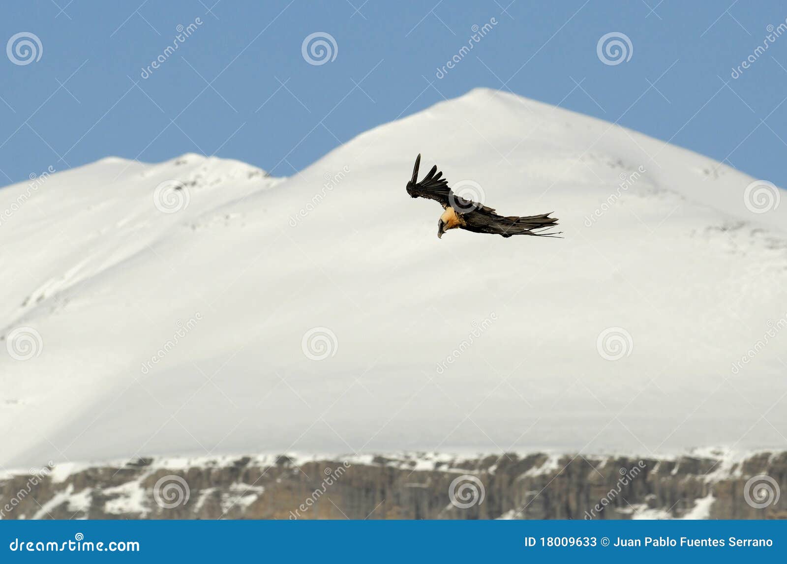 Vulture Flying in the Pyrenees Stock Image - Image of nature, birds ...