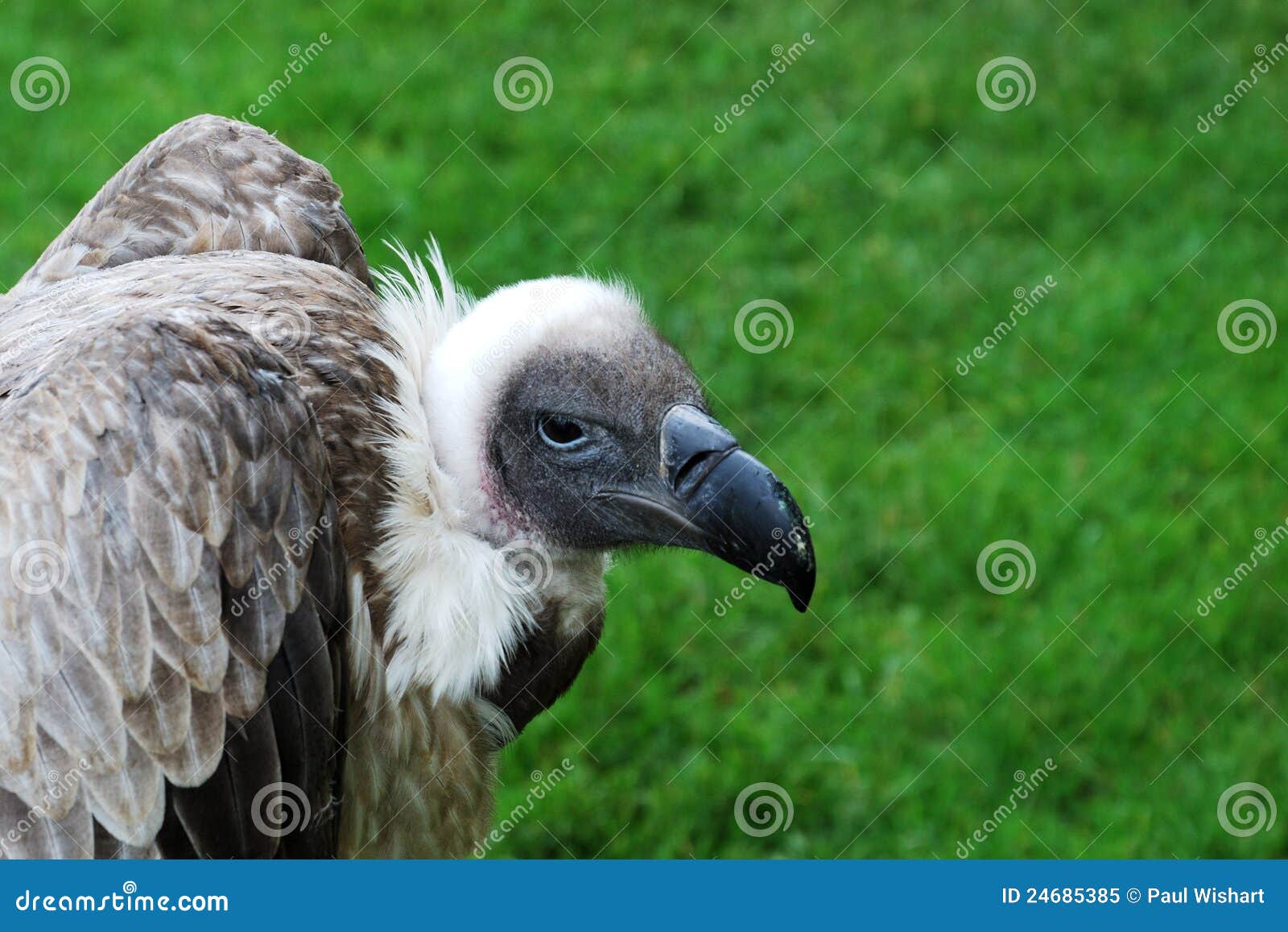 Vulture Head stock image. Image of vertical, black, plumage - 24685385