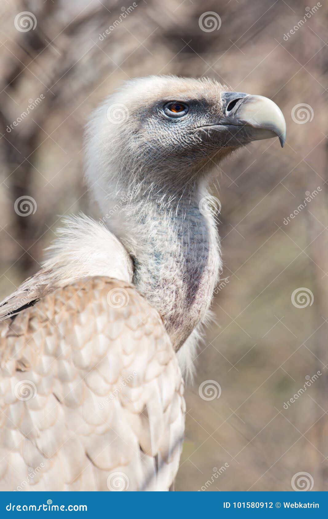 The Vulture Head in a Profile. Stock Photo - Image of ornithology ...
