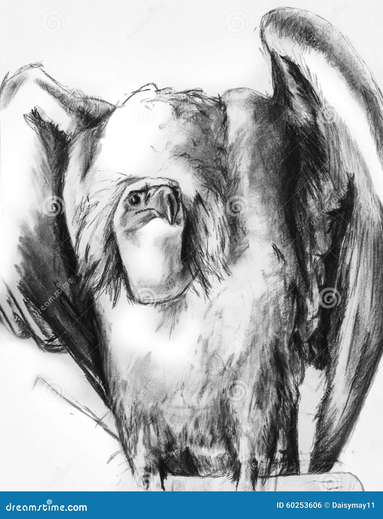 Vulture Illustration, Drawing, Engraving, Ink, Line Art, Vector ...