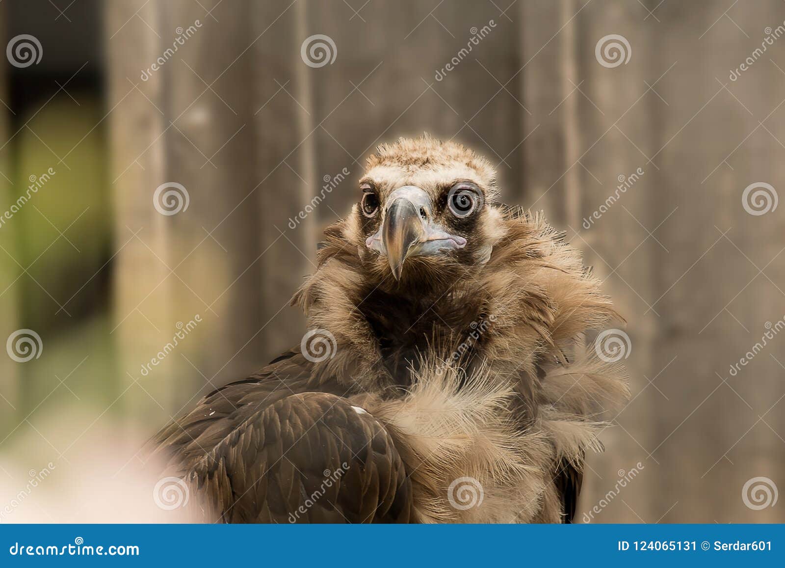 Vulture stock image. Image of talons, hunter, vulture - 124065131