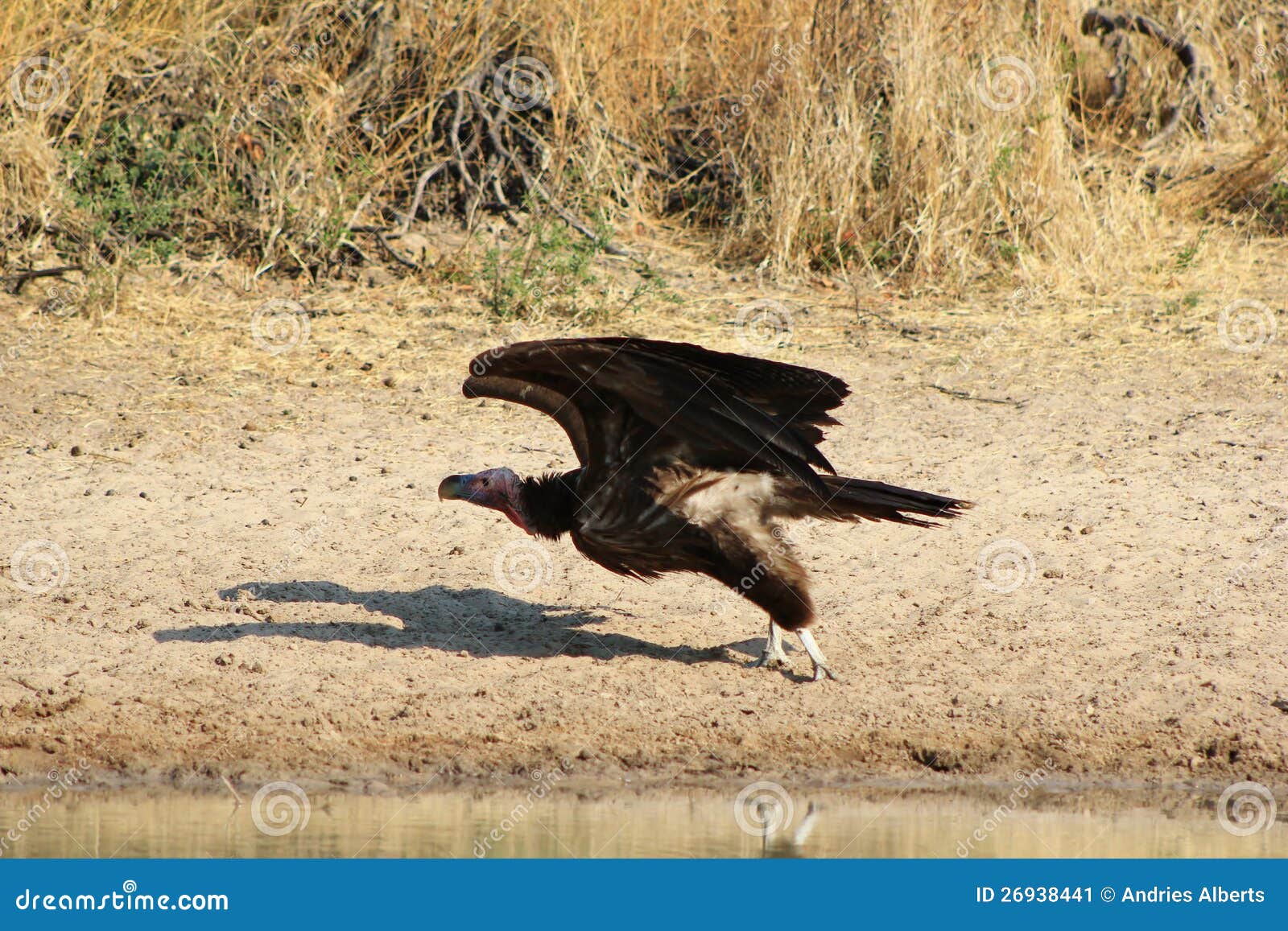 Vulture, Lappet-faced - African Natural Pointer Stock Image - Image of ...