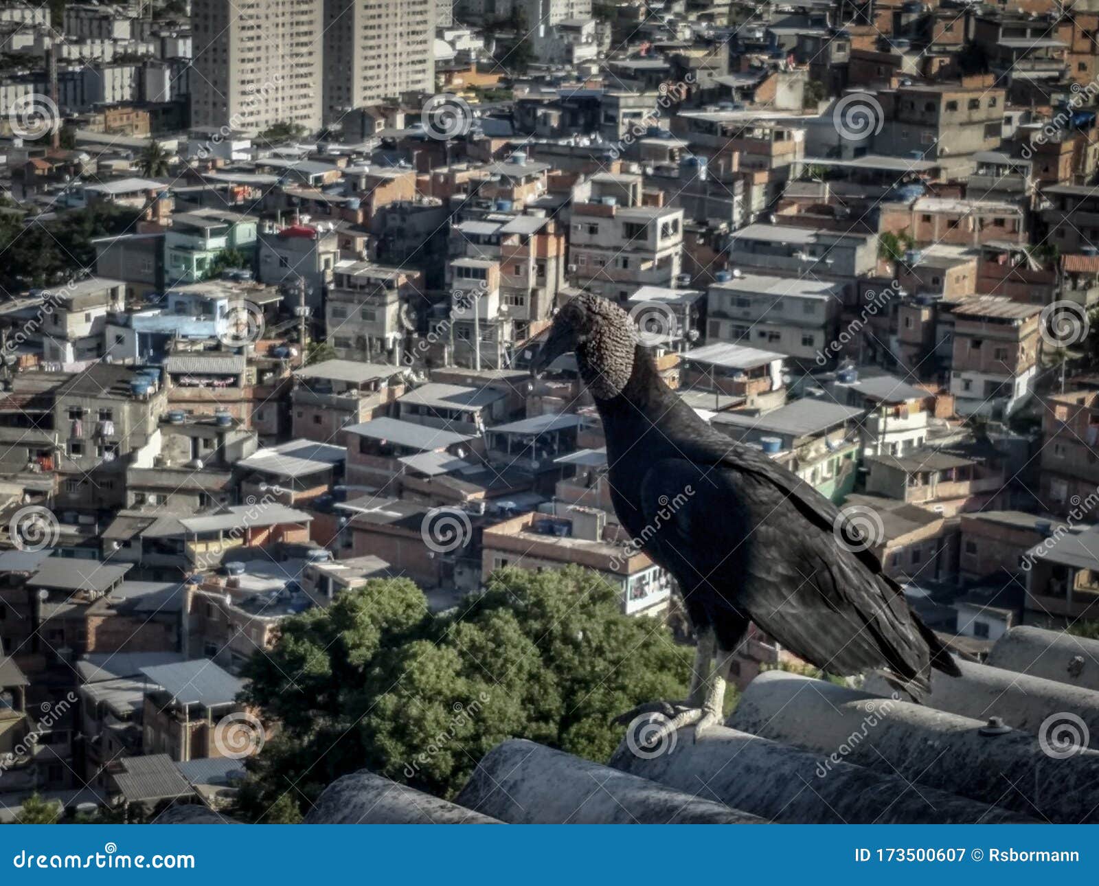 Vulture looking at favela stock image. Image of brazilian - 173500607