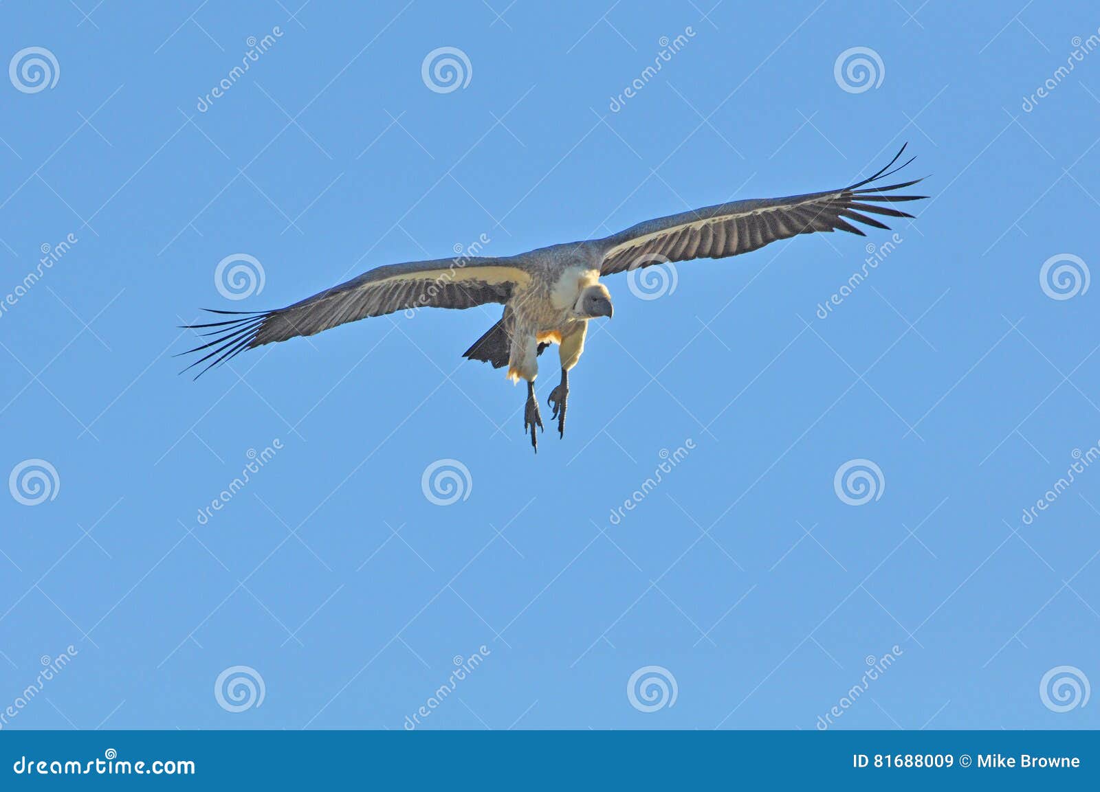 Vulture looking for prey stock image. Image of dead, aggressor - 81688009