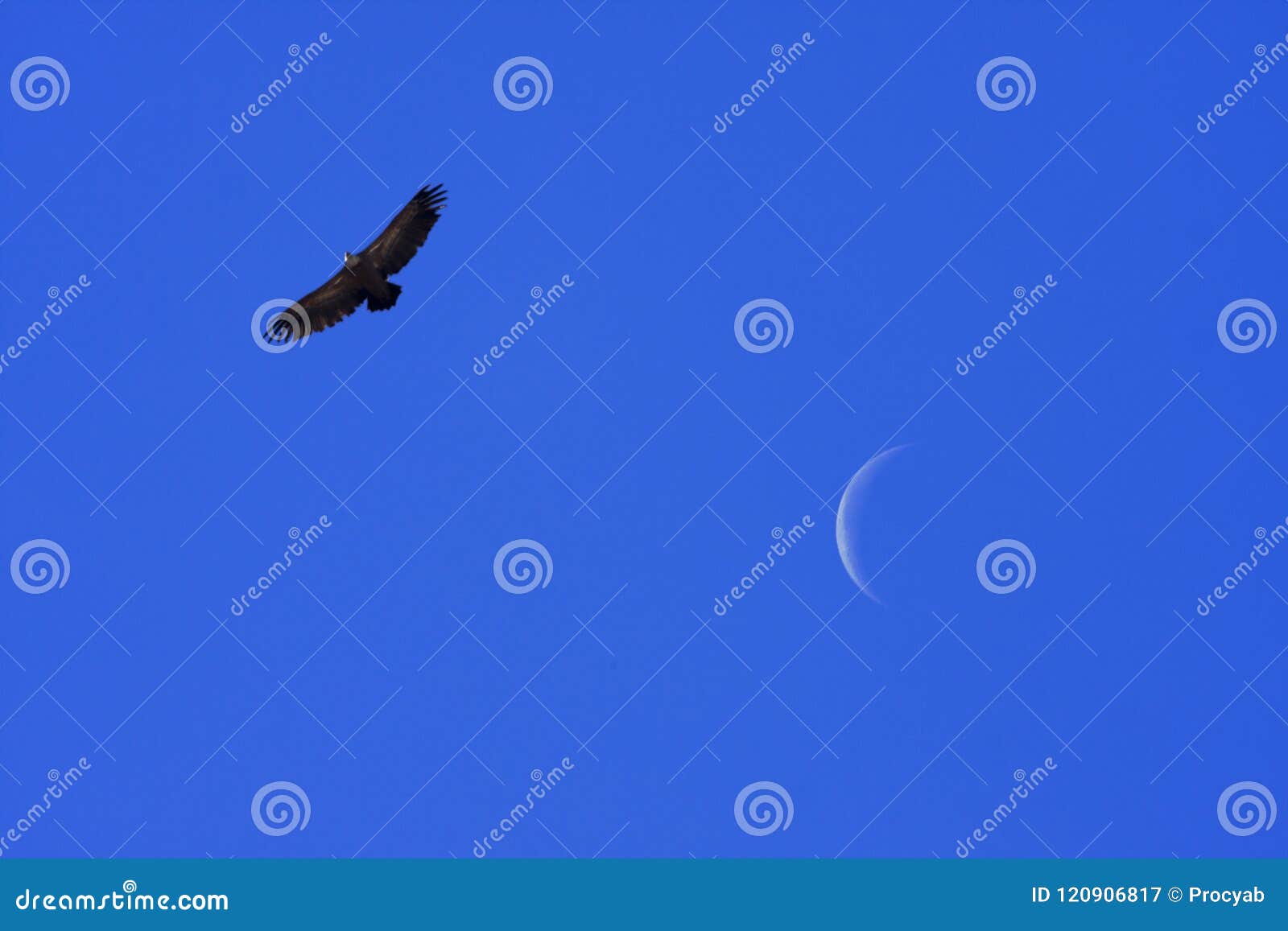 Vulture and moon stock image. Image of satellite, astronomy - 120906817