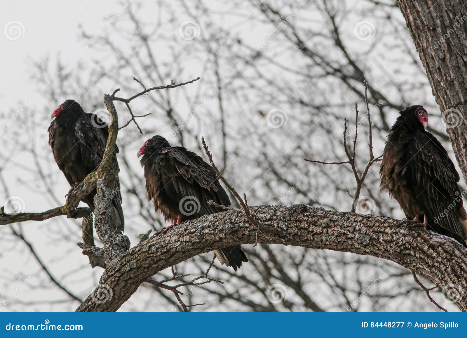 Vulture 12P stock image. Image of watching, pearched - 84448277