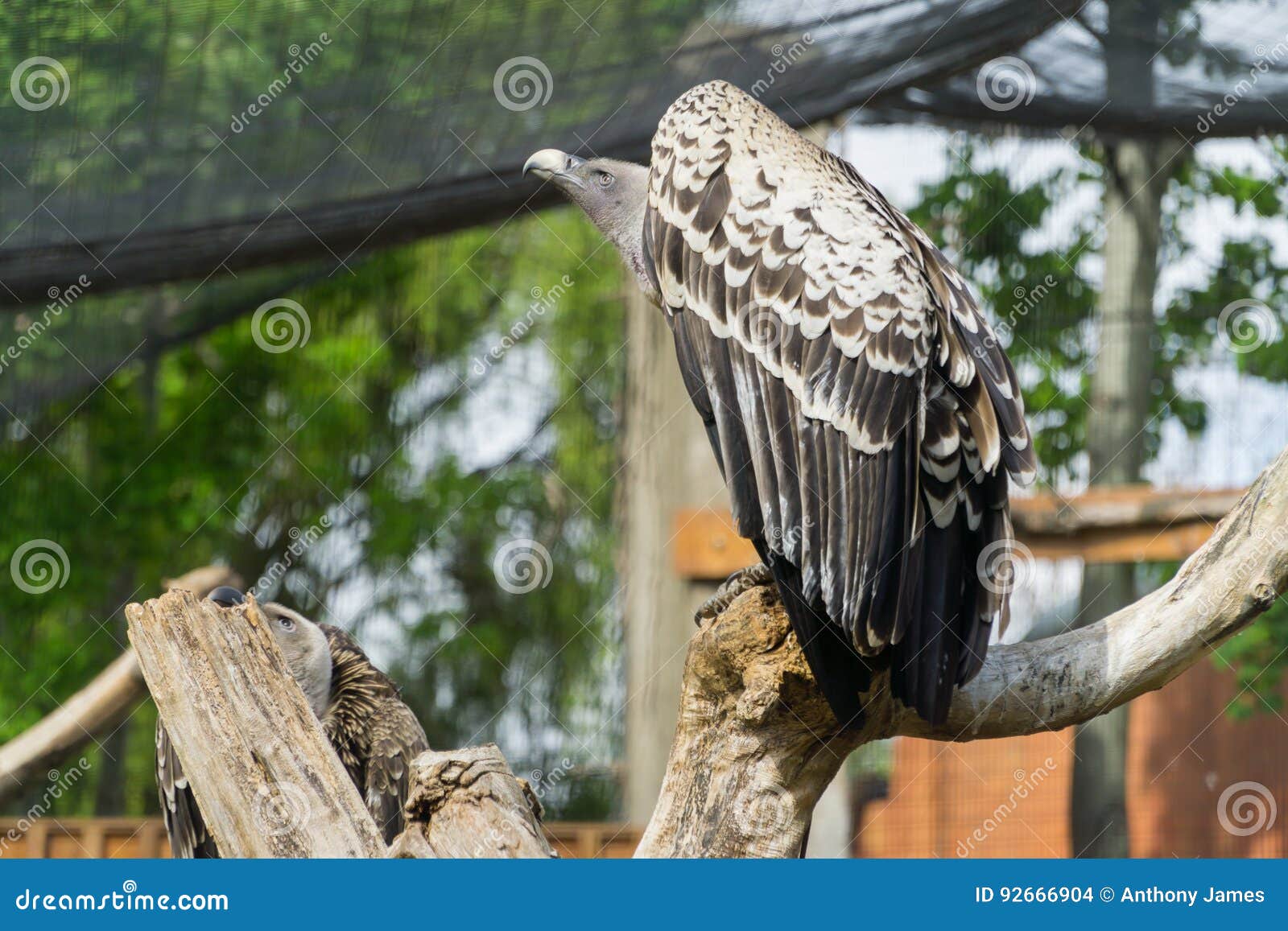 Vulture Perched on a Tree Branch Stock Photo - Image of bird ...