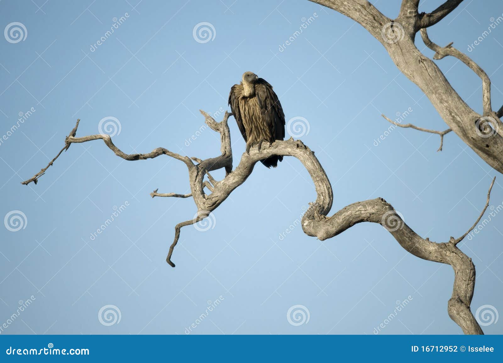 Vulture Perched in Tree in the Serengeti Stock Photo - Image of animal ...