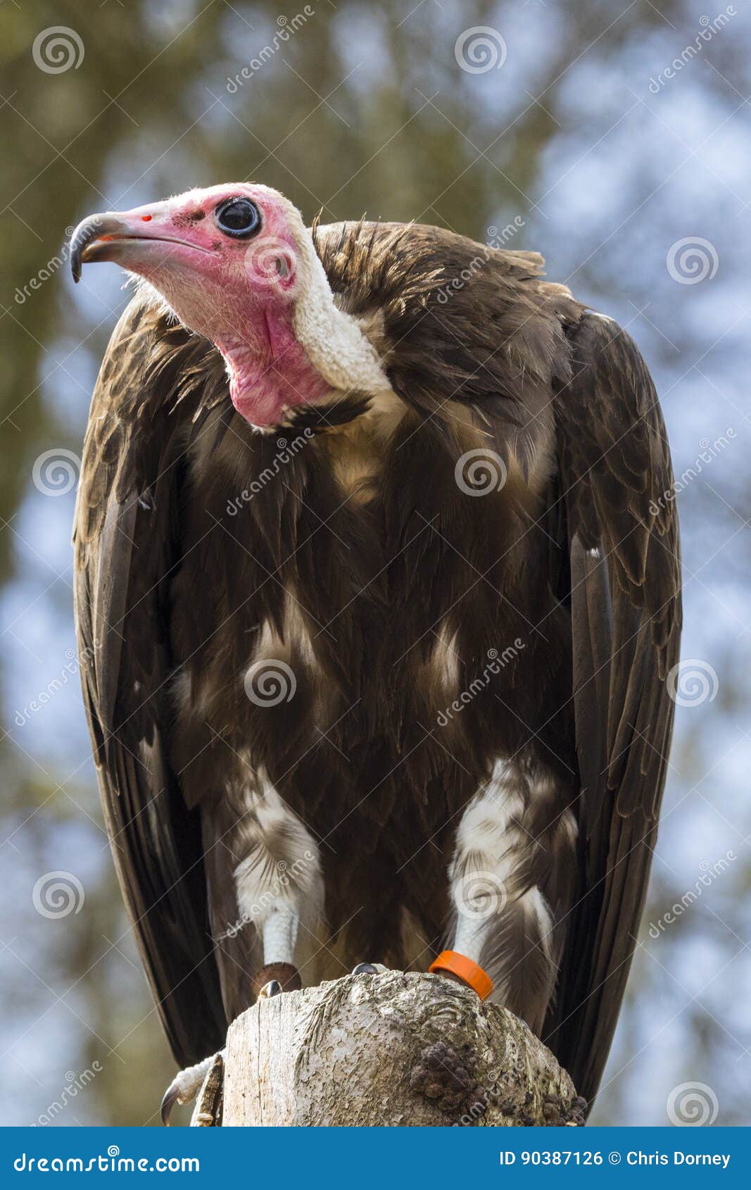 Vulture stock photo. Image of animals, bird, show, birds - 90387126
