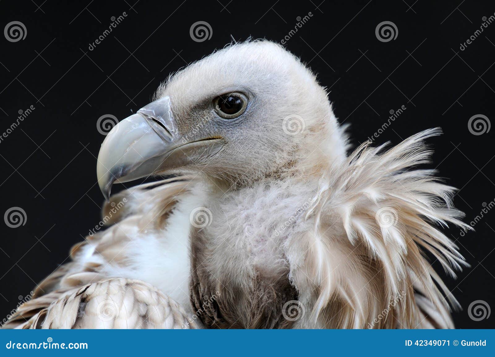 Vulture stock image. Image of predatory, extraordinary - 42349071