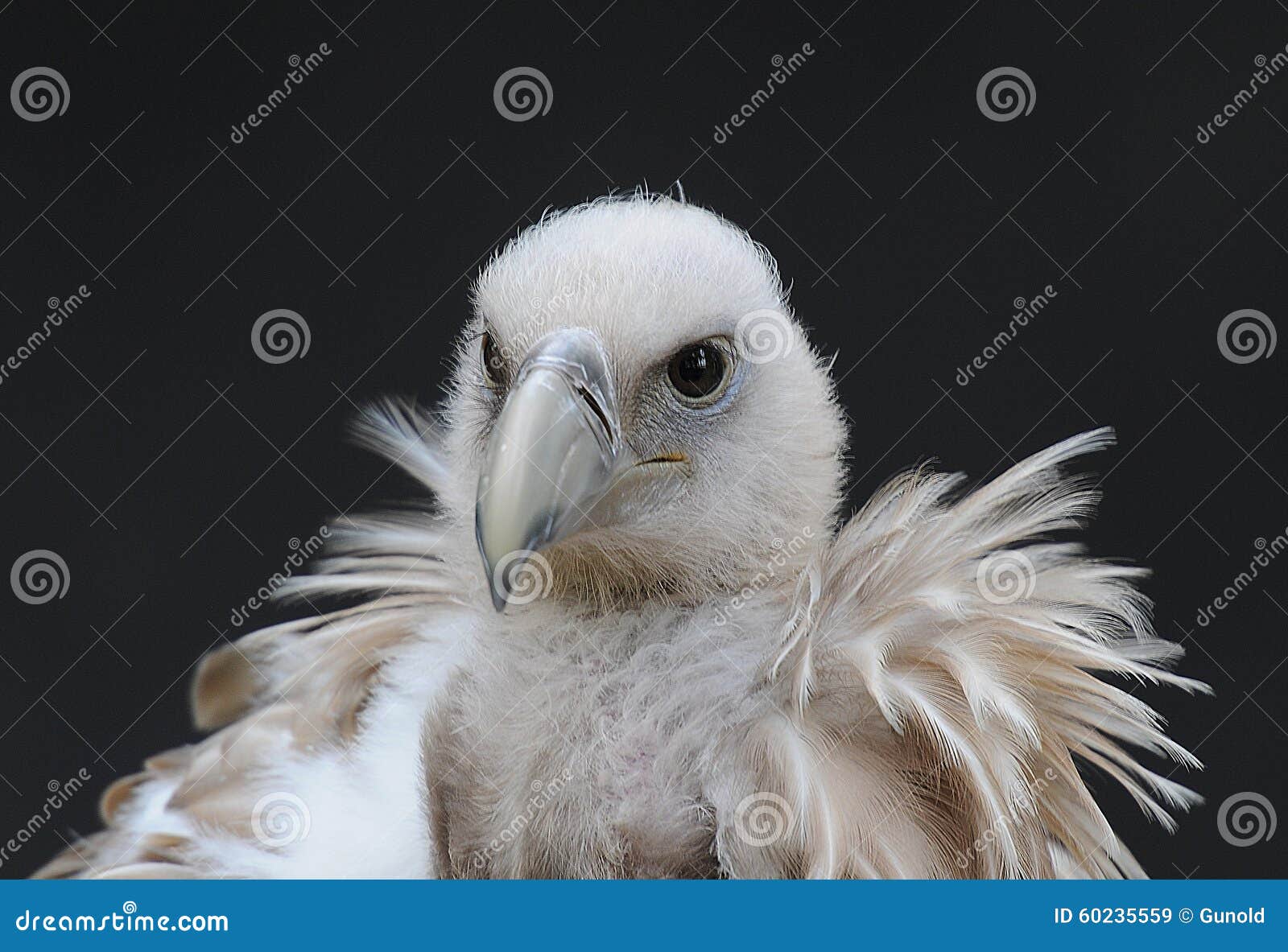 Vulture stock image. Image of species, raptor, face, full - 60235559