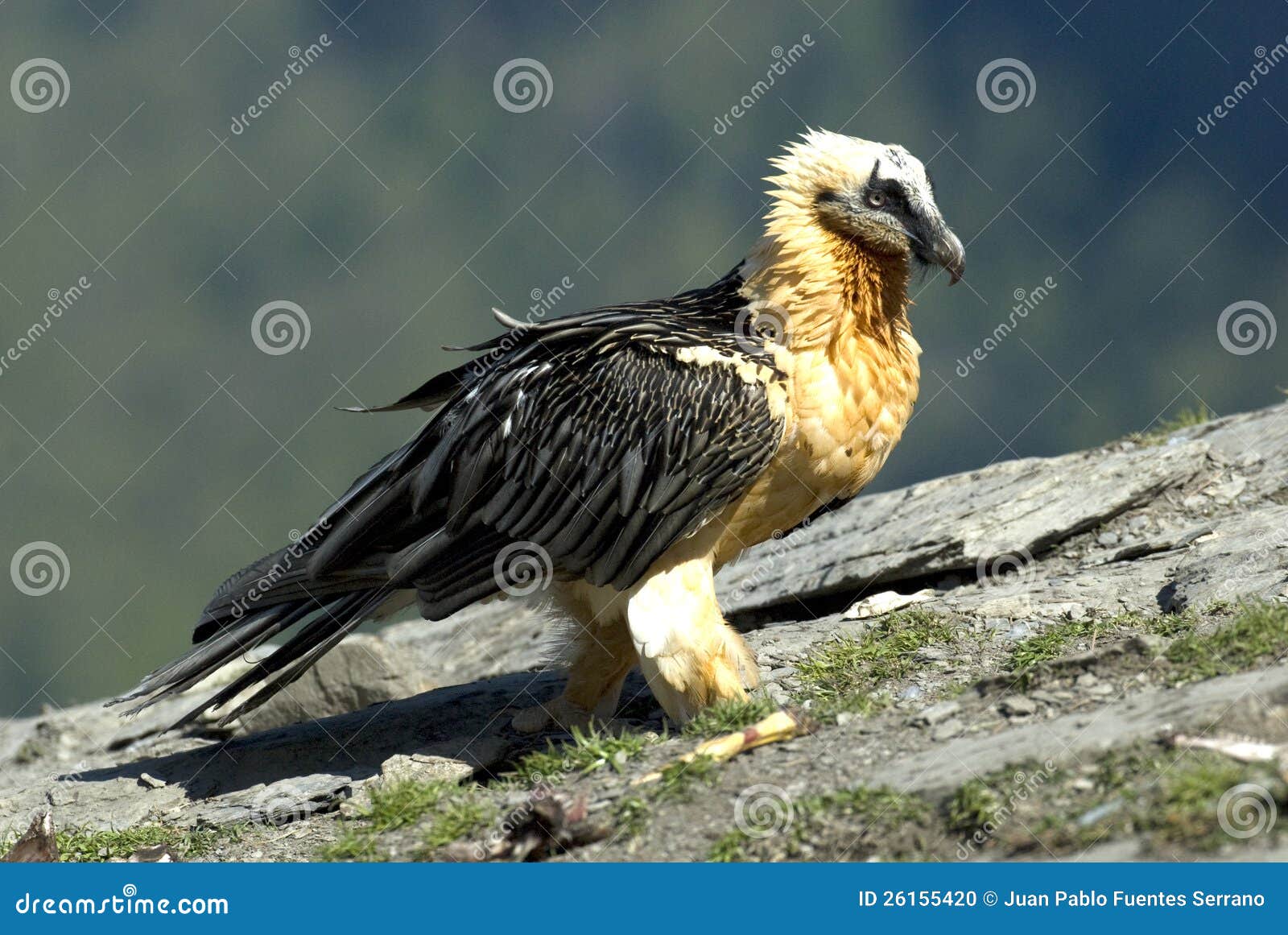 Vulture in the Pyrenees stock photo. Image of scavengers - 26155420