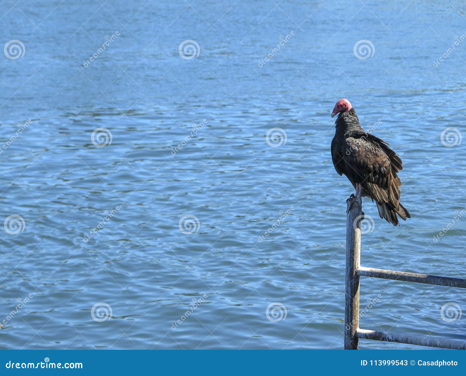 Vulture stock image. Image of patagonia, wildlife, black - 113999543