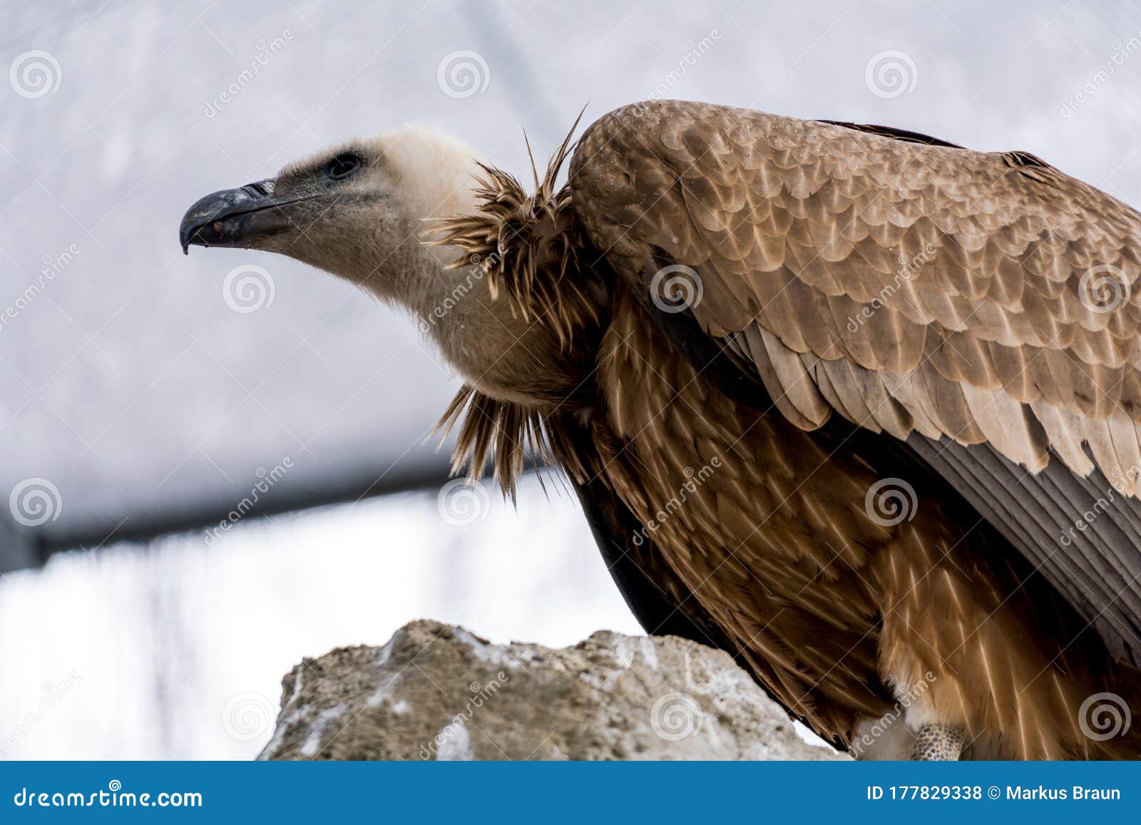 Vulture with White Head and Black Beak on a Rock Stock Photo - Image of ...