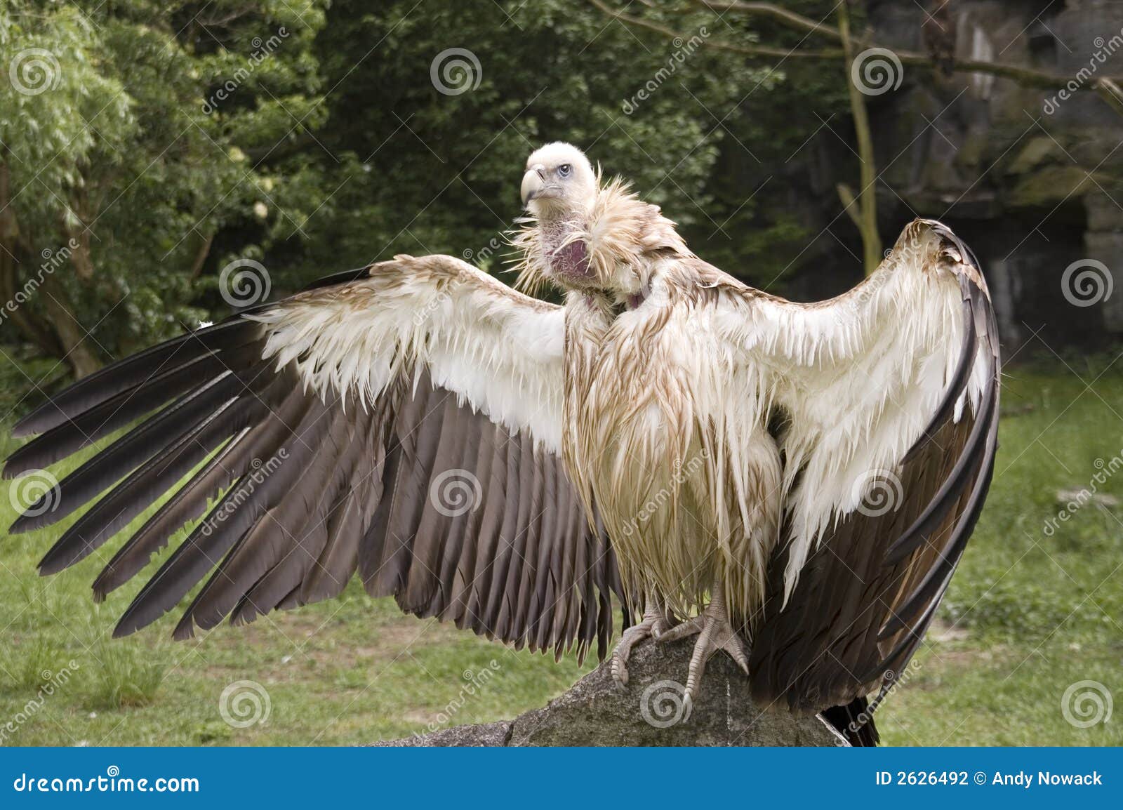 Single Point Wings Stock Photos - Free & Royalty-Free Stock Photos from ...