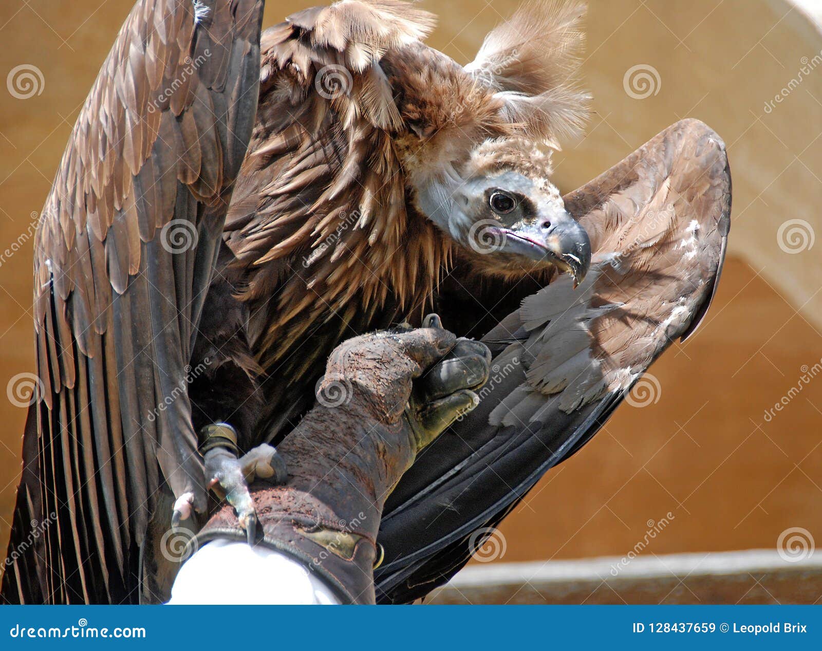 Vulture on hand stock image. Image of scavenger, demonstration - 128437659
