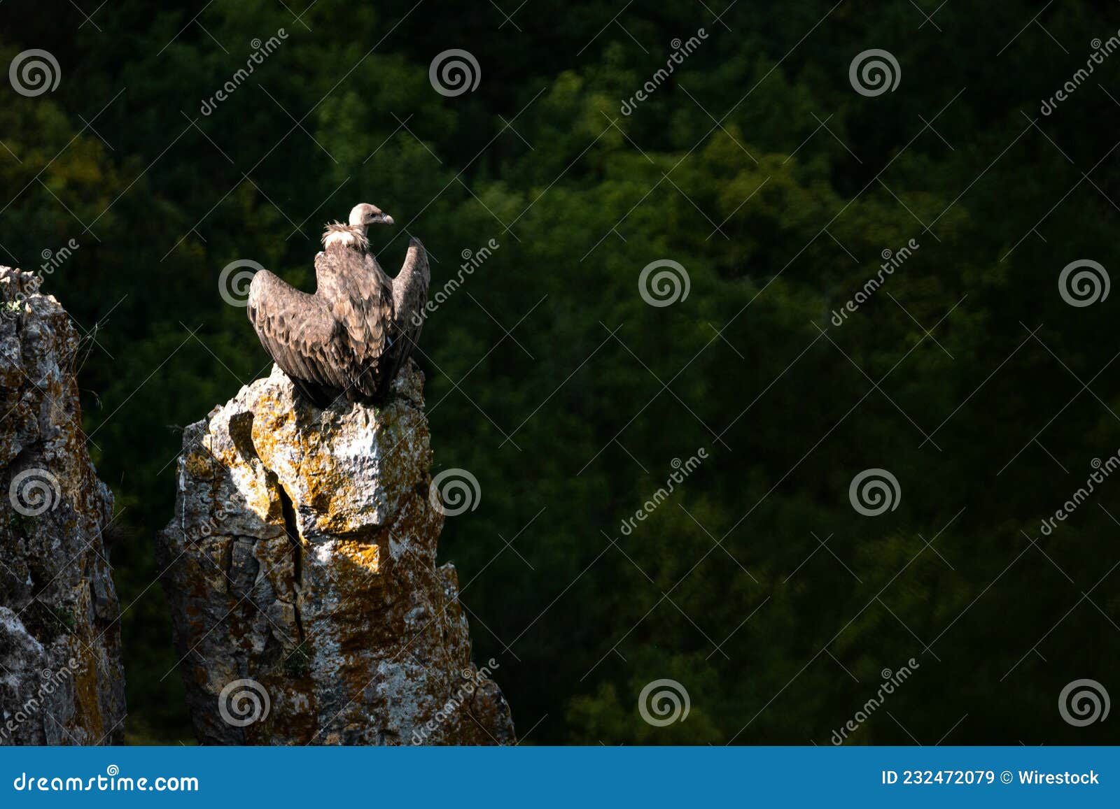 Vulture sitting on rock stock image. Image of gorge - 232472079