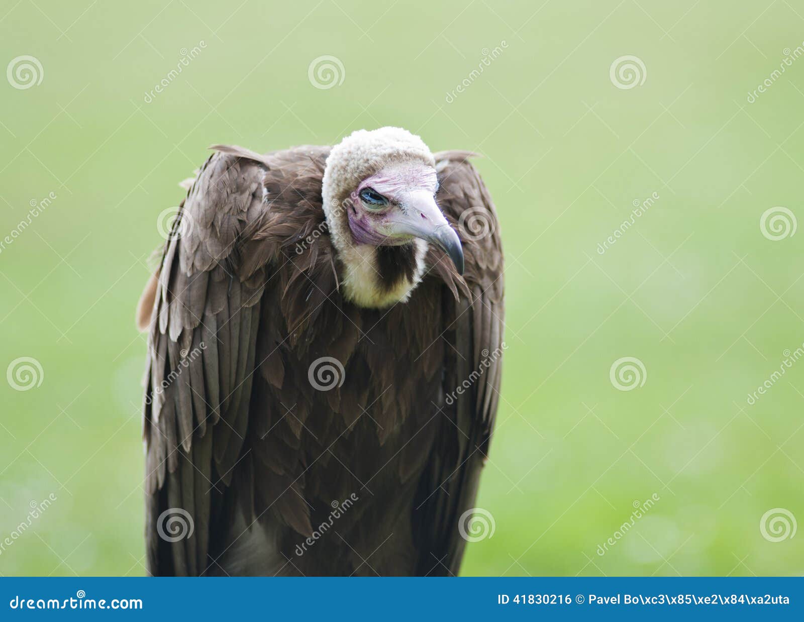Vulture stock photo. Image of chain, tracheliotus, south - 41830216