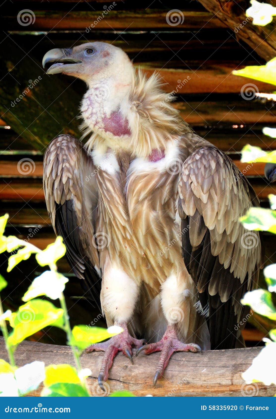 Vulture with Slightly Opened Beak Stock Photo - Image of prey, opened ...