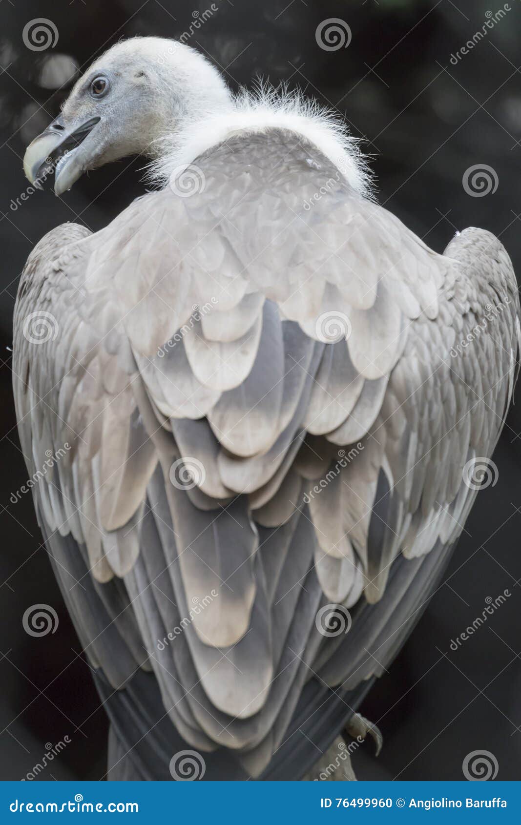 Vulture snow stock photo. Image of winter, white, world - 76499960