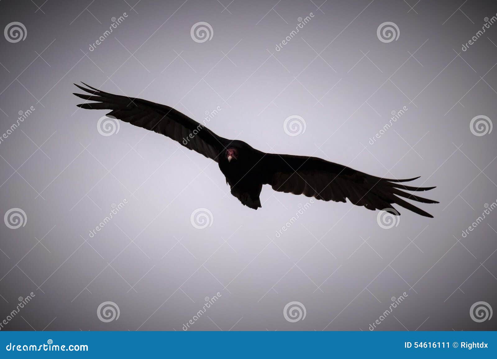 Vulture Flying stock image. Image of scavenge, creepy - 54616111