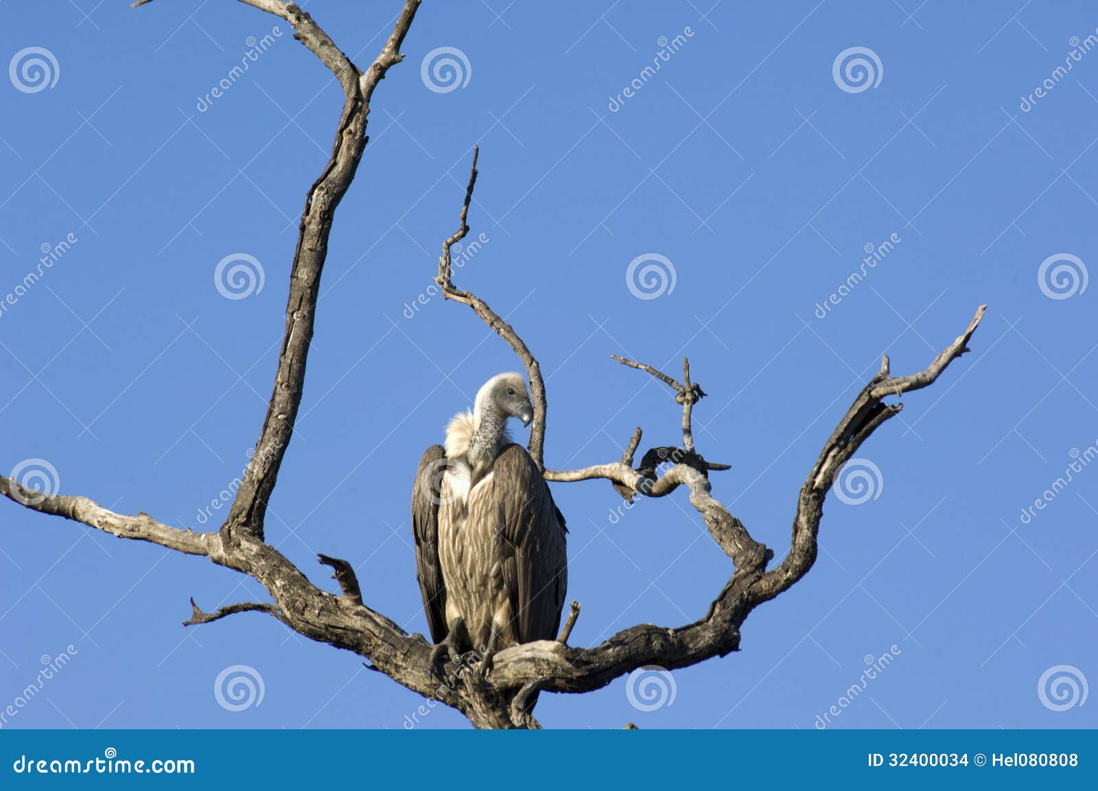 Vulture Sitting on Branches of Dead Tree Against Clear Blue Sky in ...