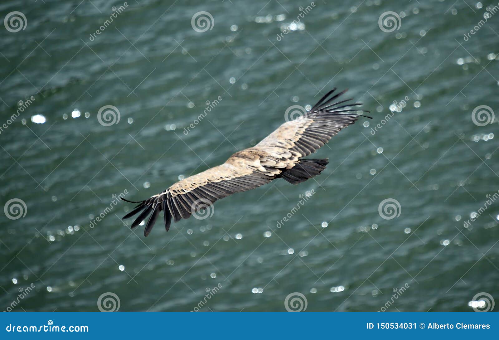 Vulture in Spain Flying in the Sky Stock Image - Image of prey ...
