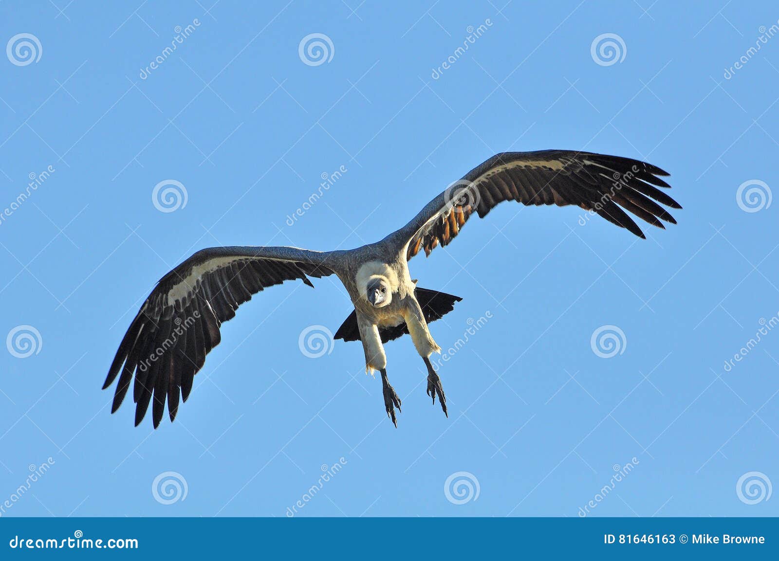 Vulture Swooping stock image. Image of bald, marauder - 81646163