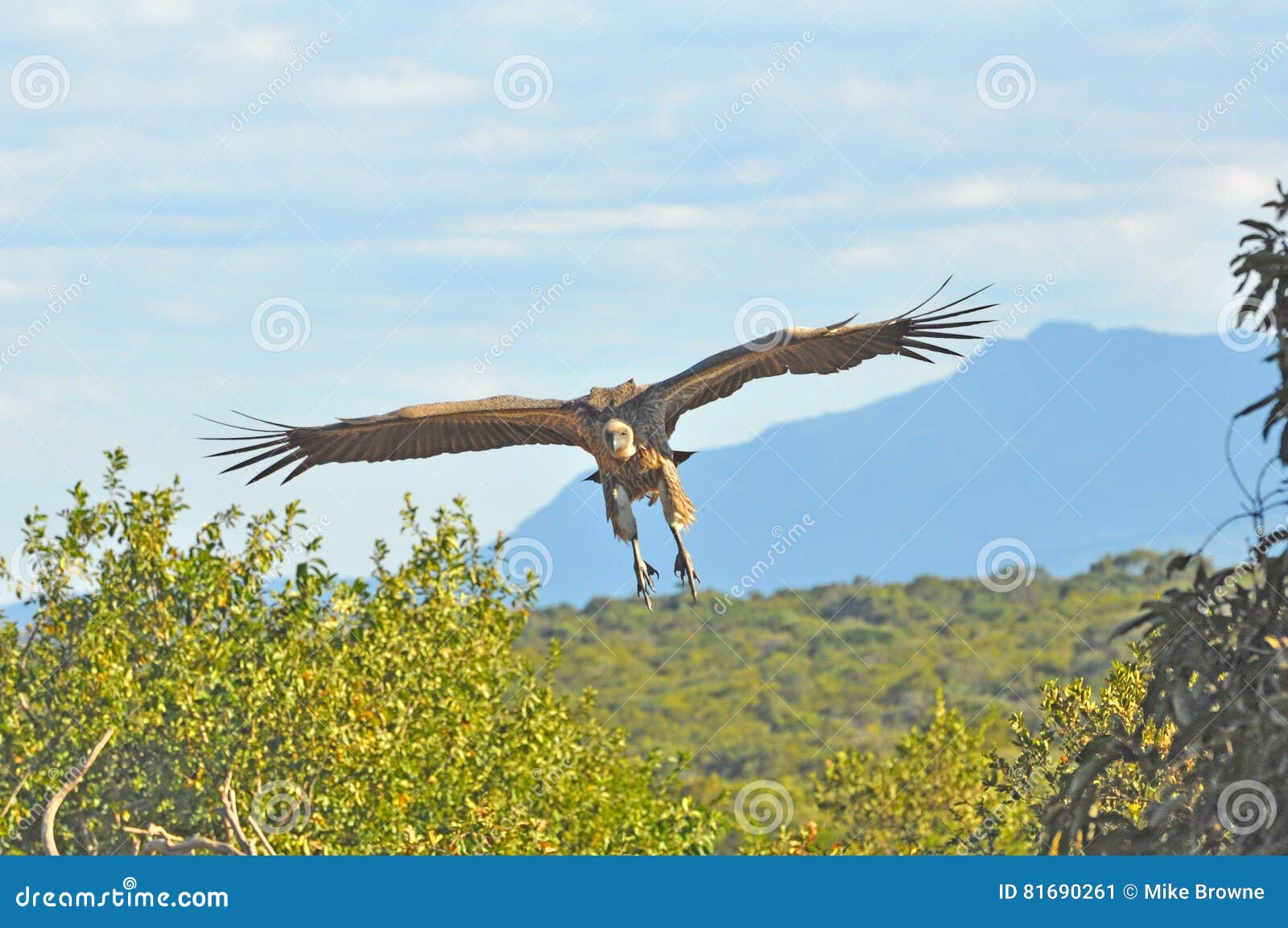 Vulture about To Pounce on His Prey Stock Image - Image of fearsome ...