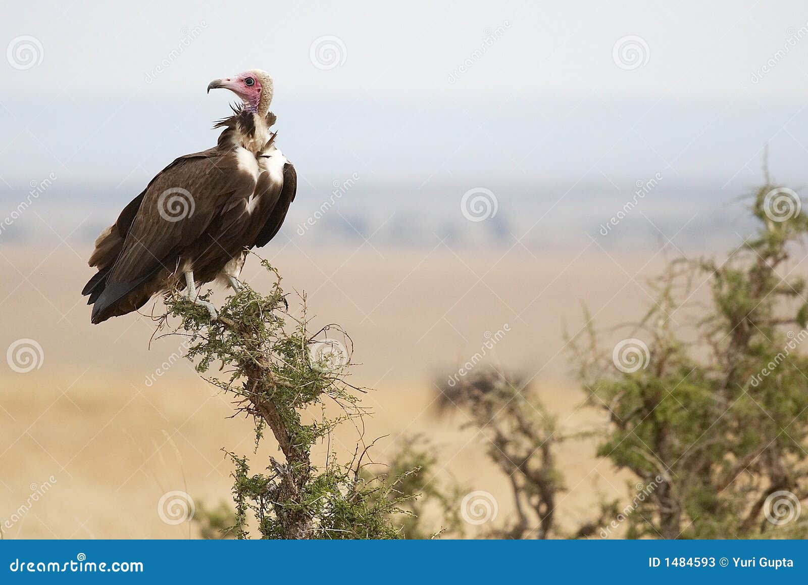 Vulture on tree stock image. Image of vulture, treetop - 1484593