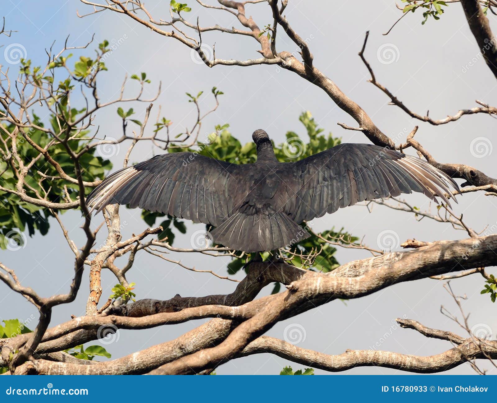 Vulture on a tree stock image. Image of wings, heavy - 16780933