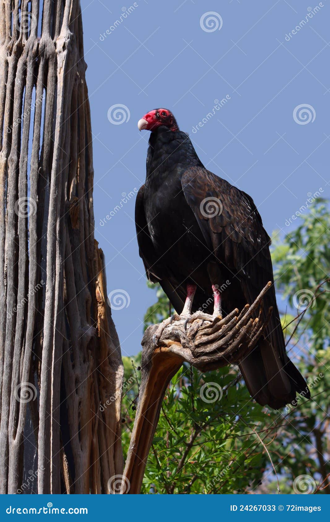 Vulture in Tree stock image. Image of colorful, wildlife - 24267033