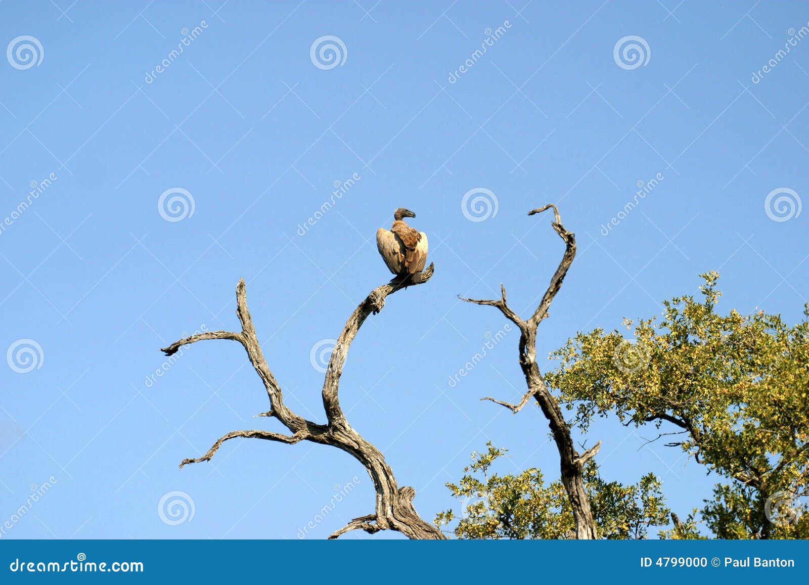Vulture in a Tree stock photo. Image of park, animal, national - 4799000