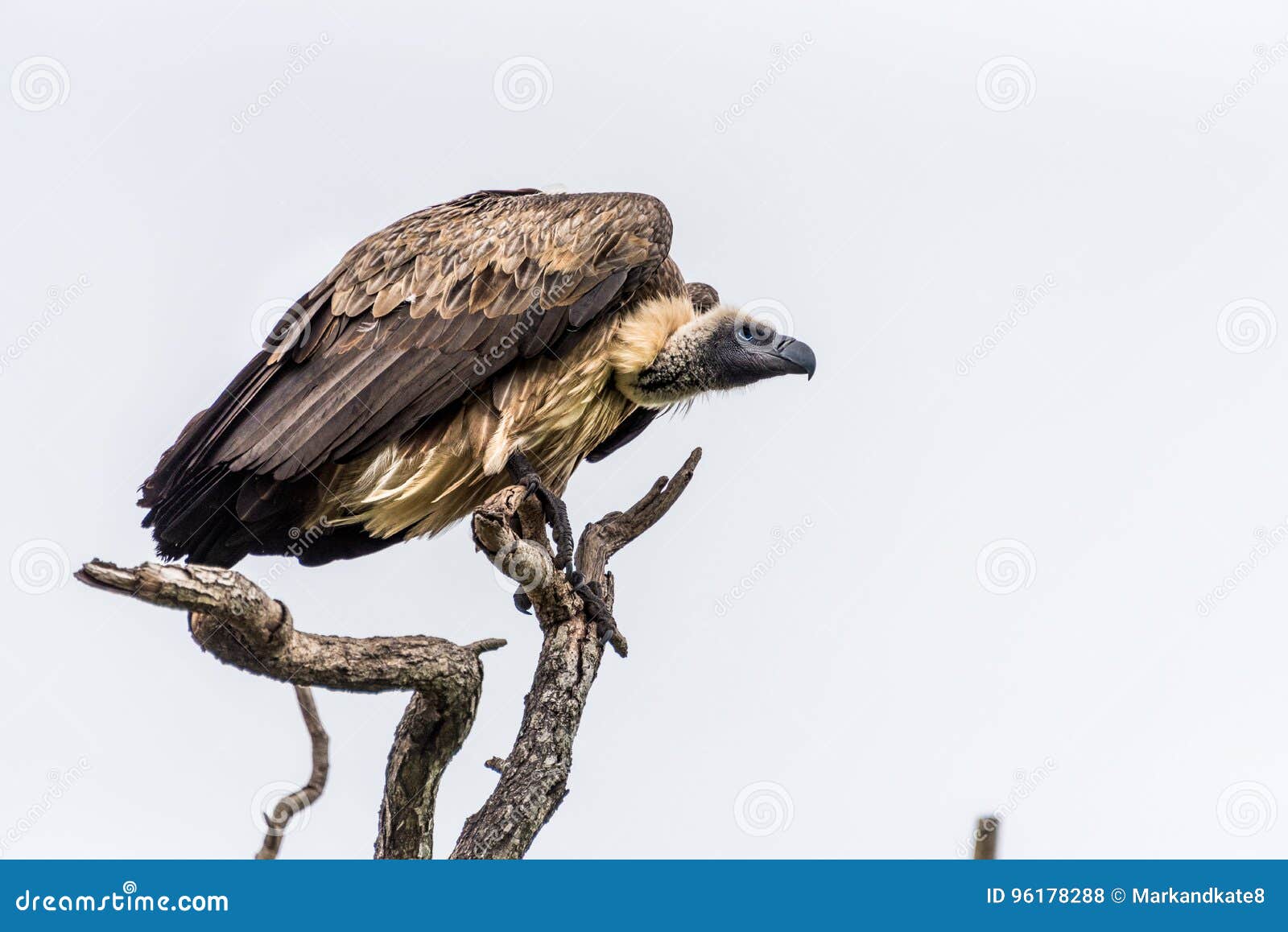 Vulture in Tree stock photo. Image of bird, animals, wild - 96178288
