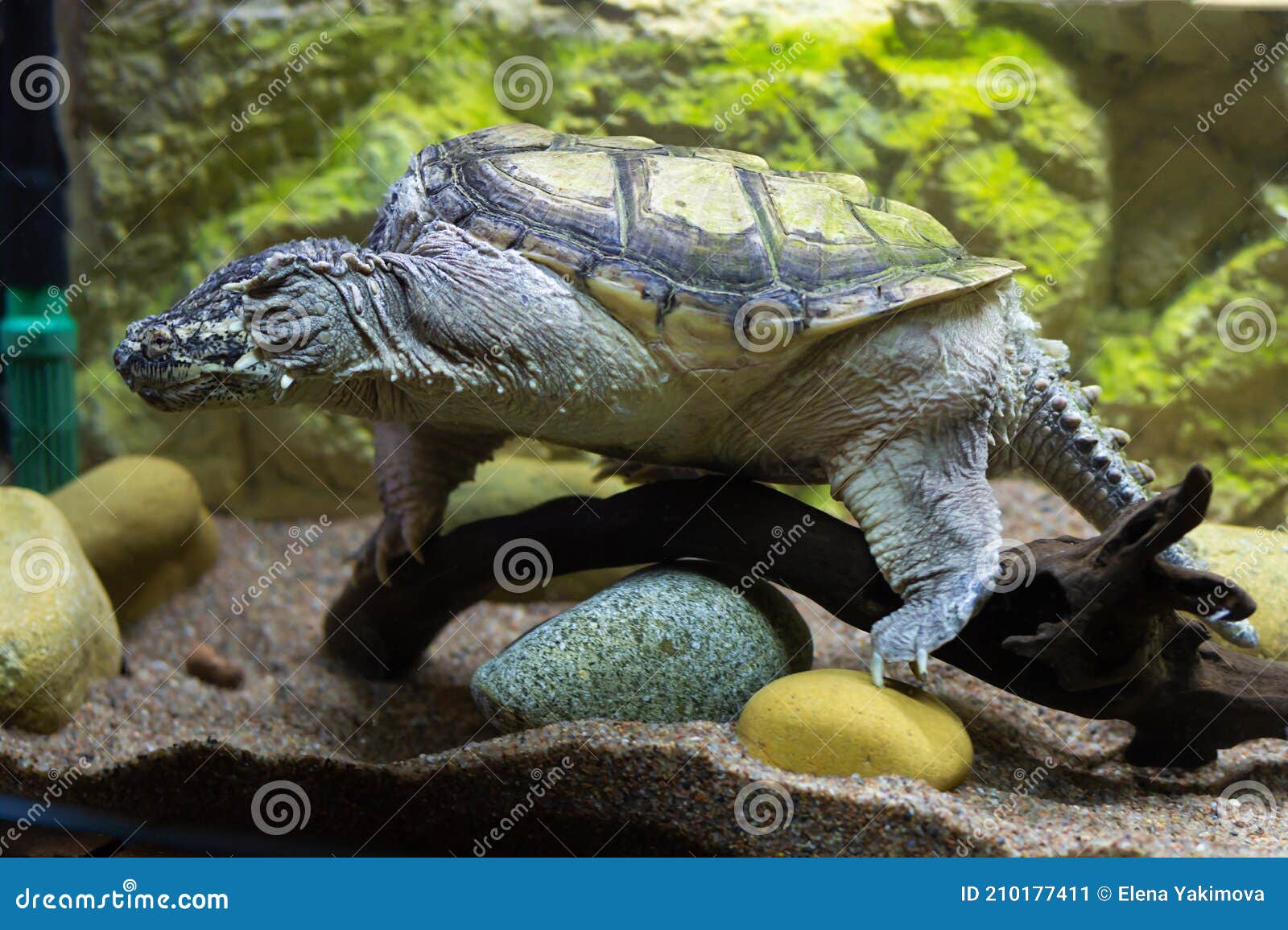 Vulture Turtle Swimming in the Water Stock Image - Image of swimming, north: 210177411