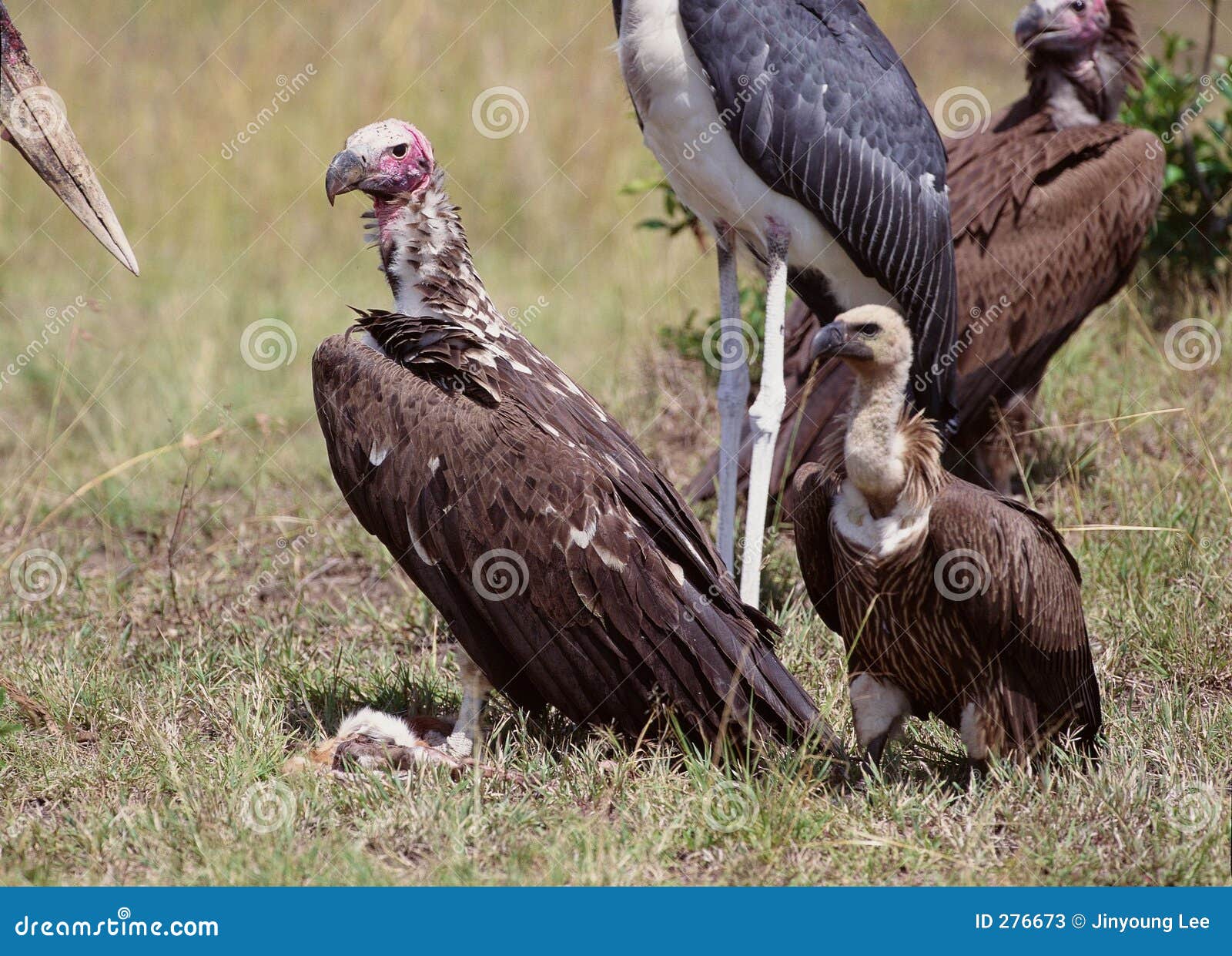 Vultures stock image. Image of national, regal, wildlife - 276673
