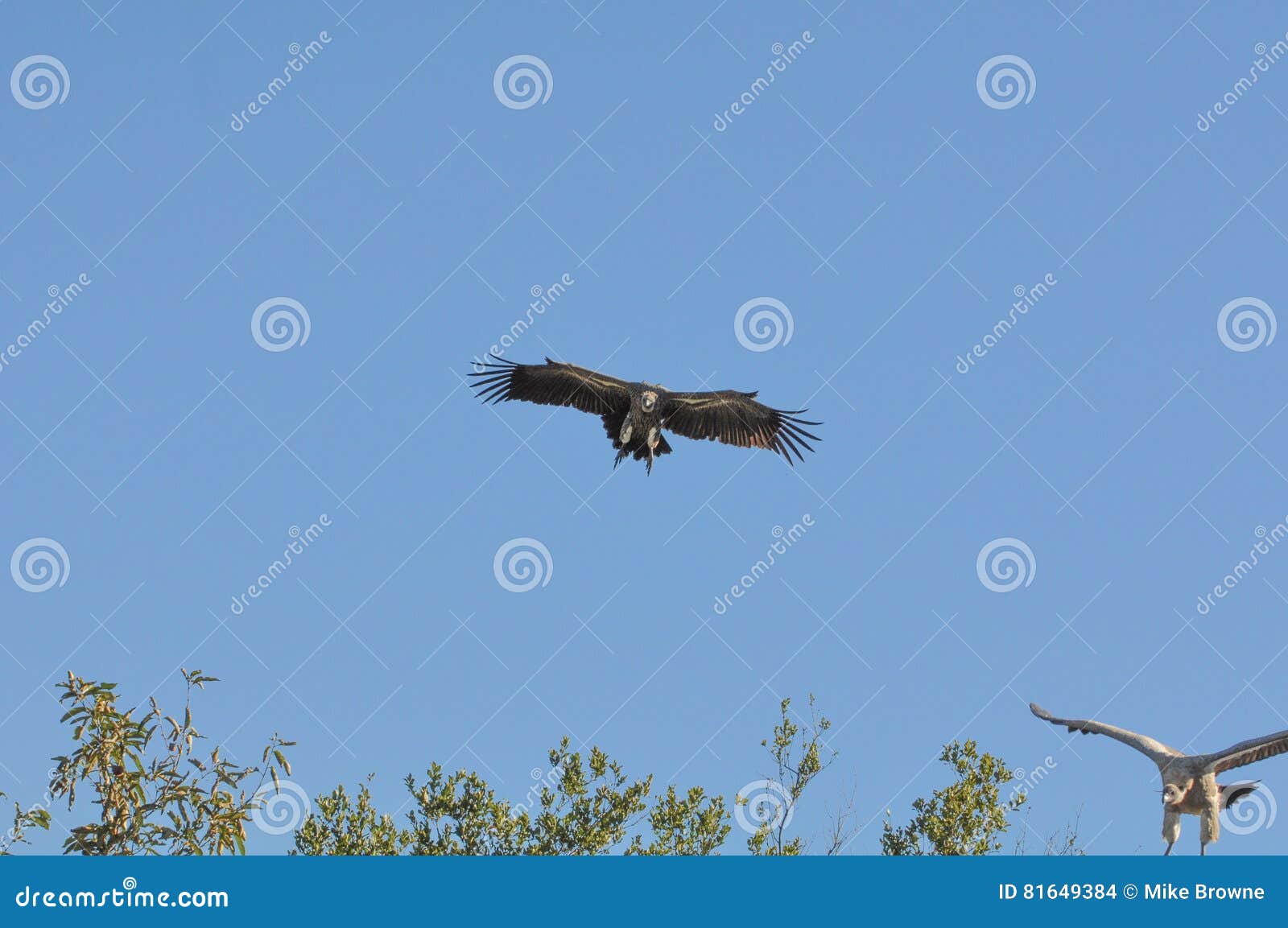 Vultures circuling stock photo. Image of filthy, beak - 81649384