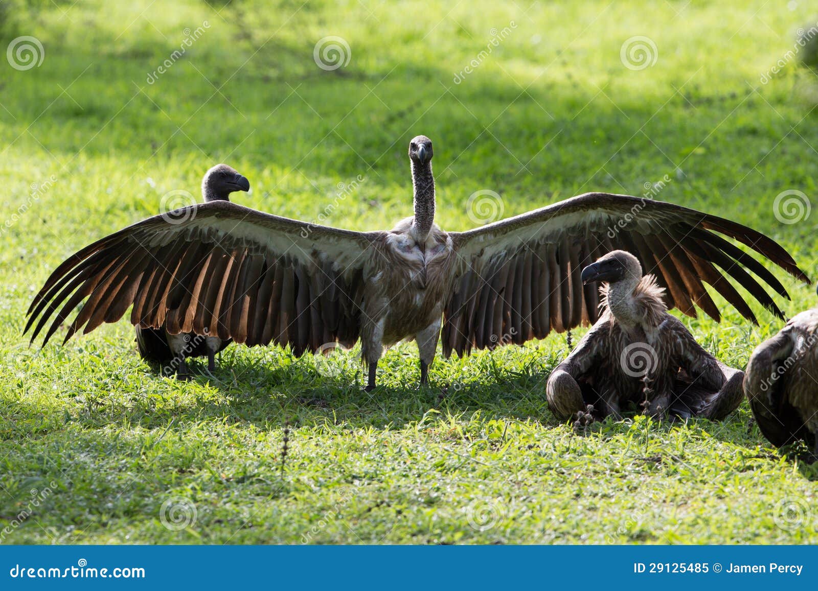 Vultures eating a carcass stock image. Image of african - 29125485