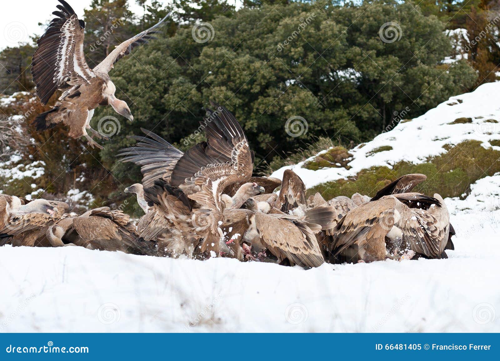 Vultures eating stock image. Image of animals, park, south - 66481405