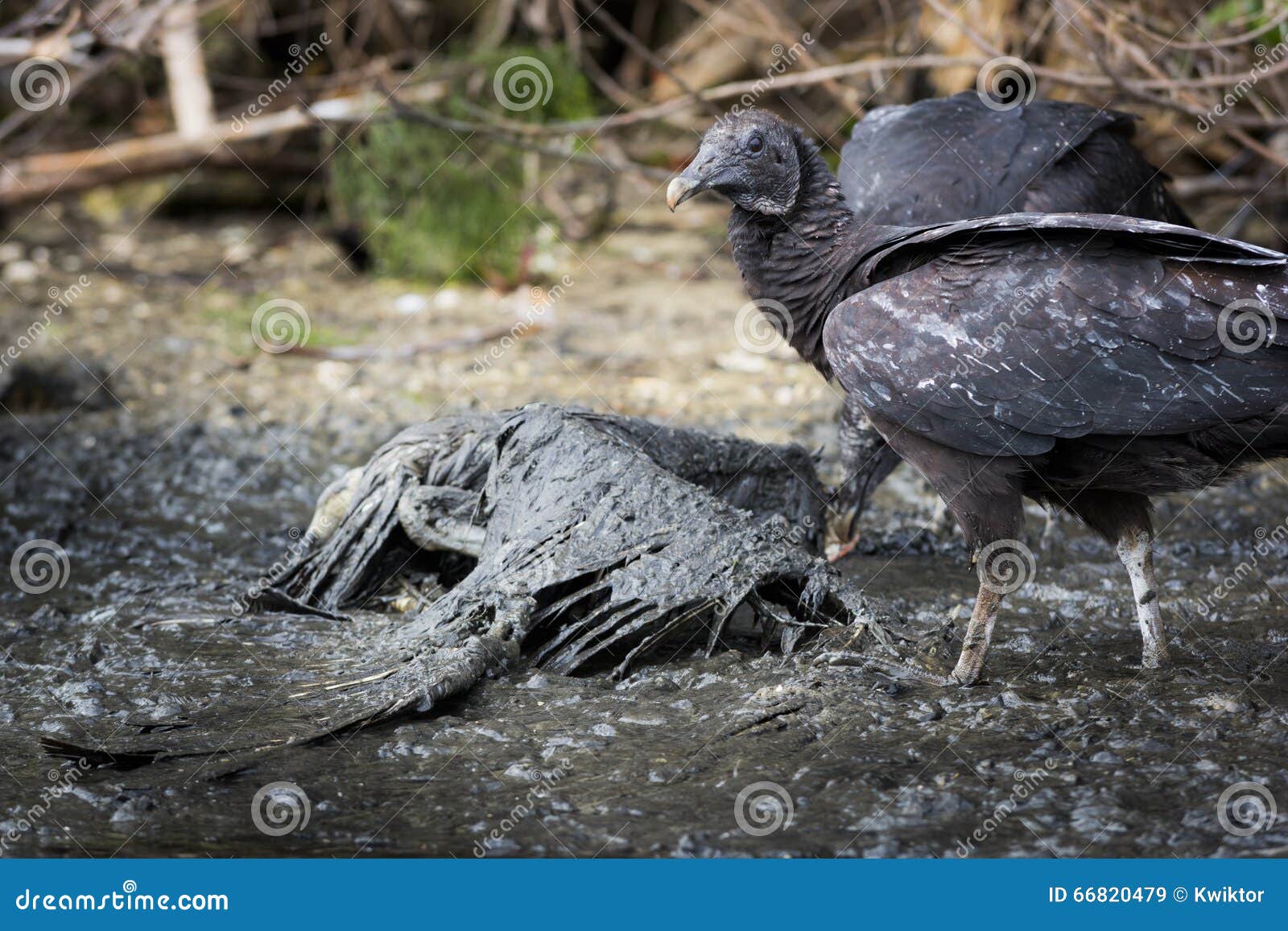 Vultures Feeding on Bird Carcass Stock Image - Image of florida ...