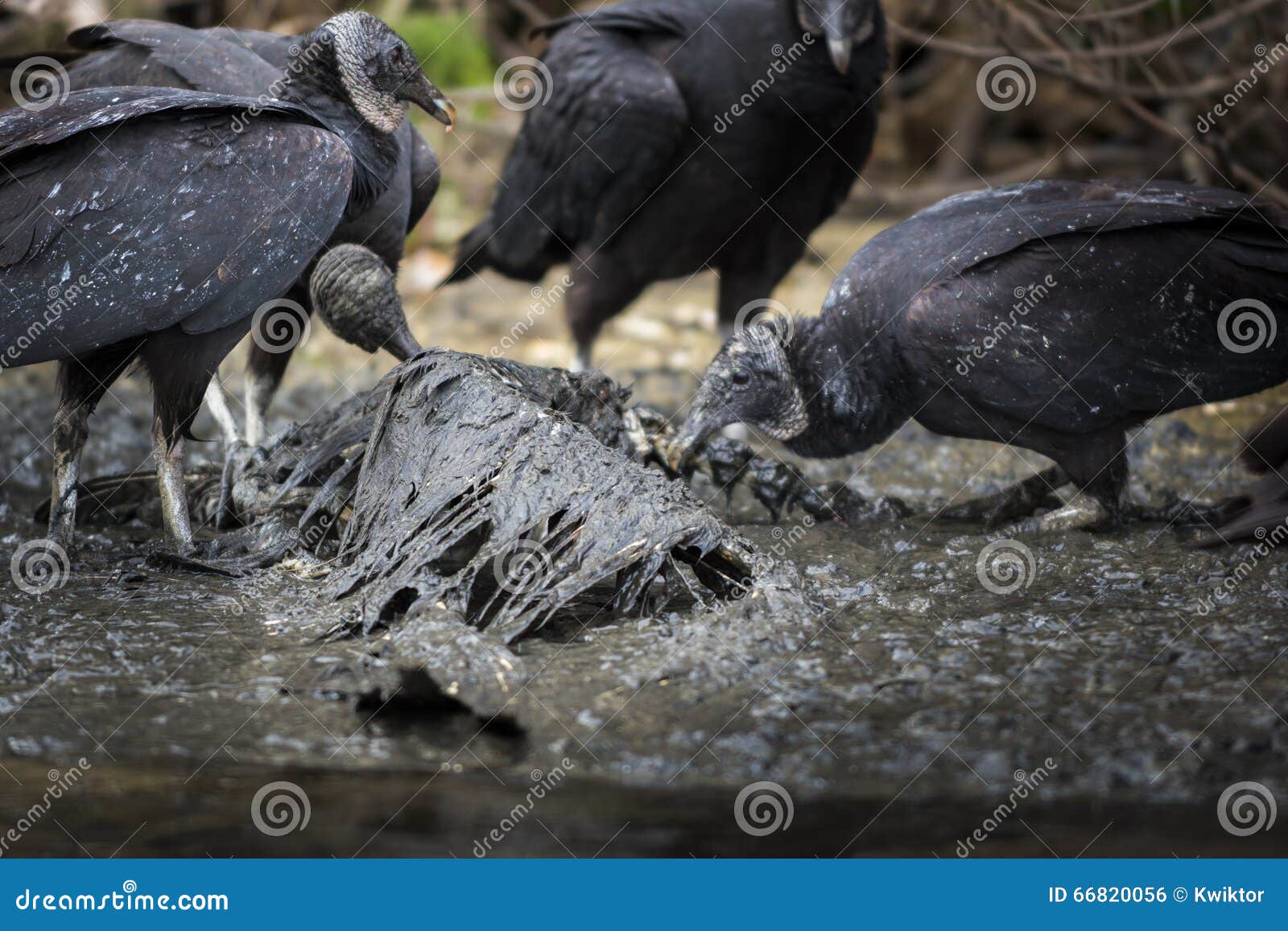 Vultures Feeding on Bird Carcass Stock Photo - Image of national, bird ...