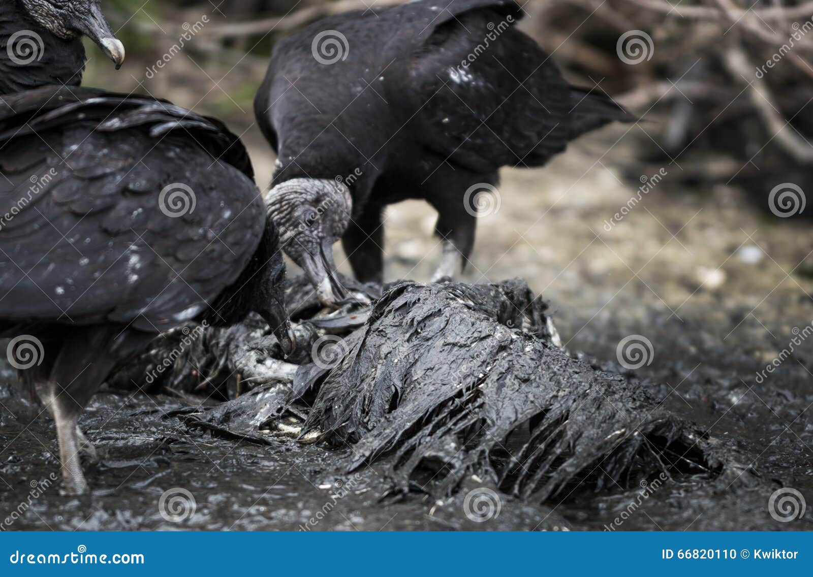 Vultures Feeding on Bird Carcass Stock Photo - Image of watch, florida ...
