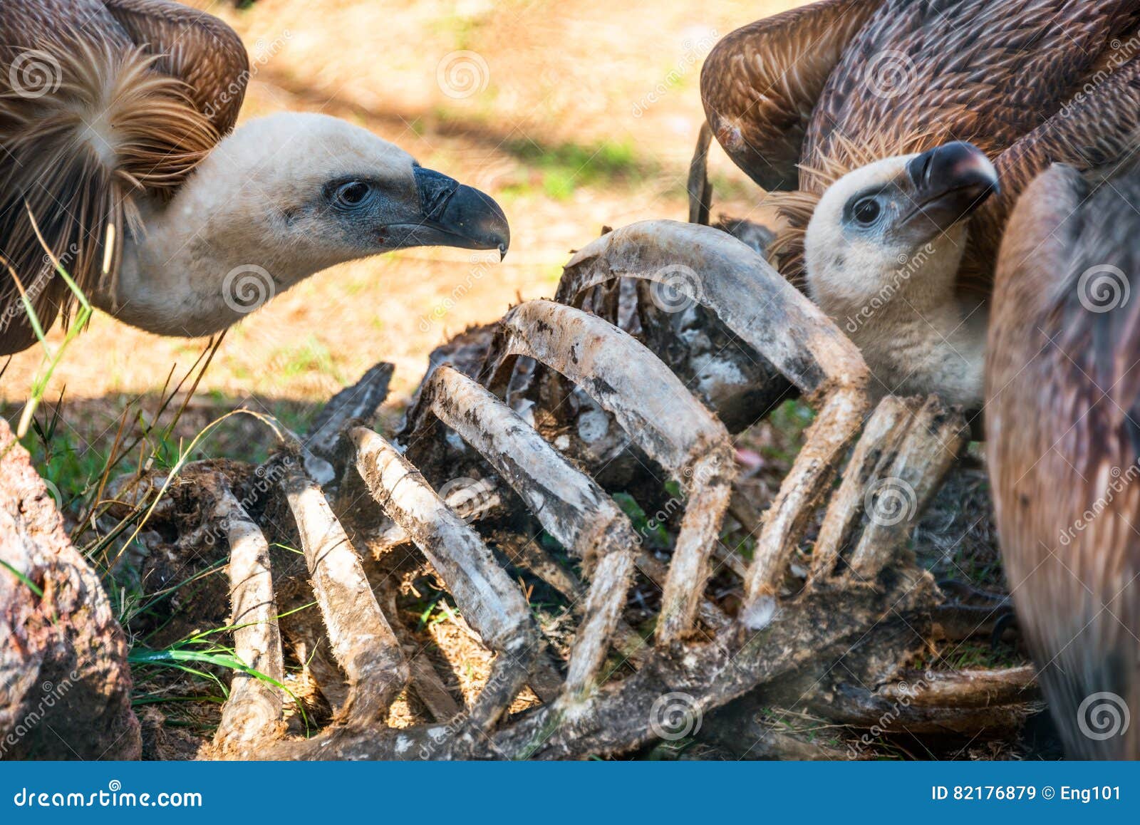Vultures Feeding on a Carcass Stock Image - Image of food, carcass ...
