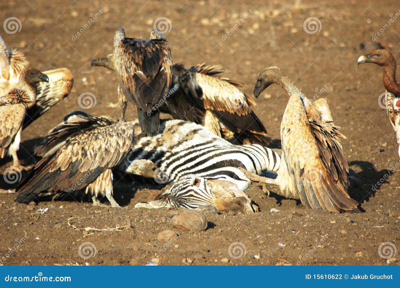 Vultures Fighting for Place To Eat Dead Zebra Stock Photo - Image of ...