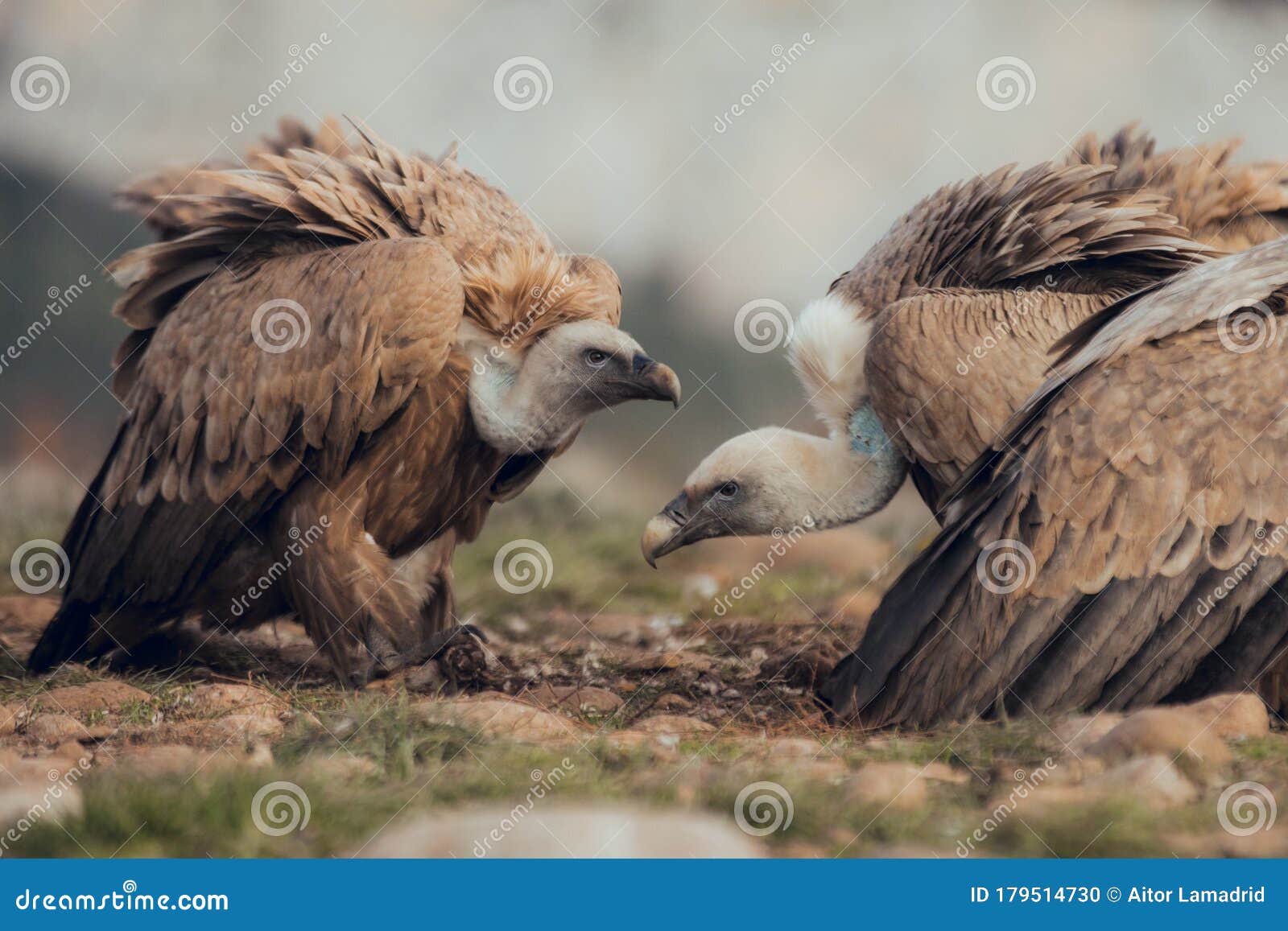 Vultures, Interacting and Eating Bones in Mountains at Sunrise in Spain ...